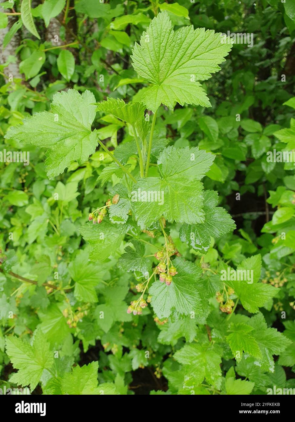 currants and gooseberries (Ribes Stock Photo - Alamy