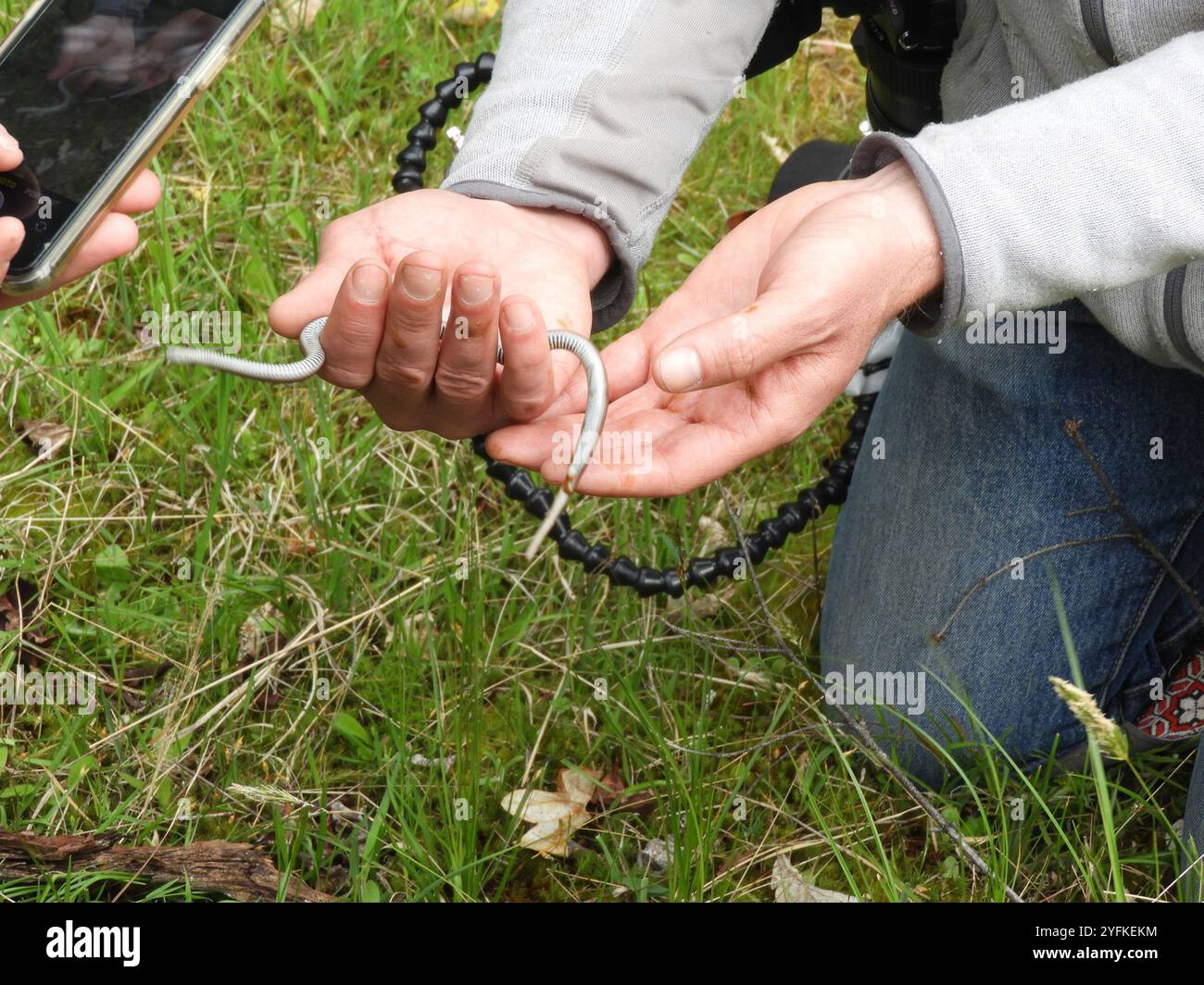 Sharp-tailed Snake (Contia tenuis Stock Photo - Alamy