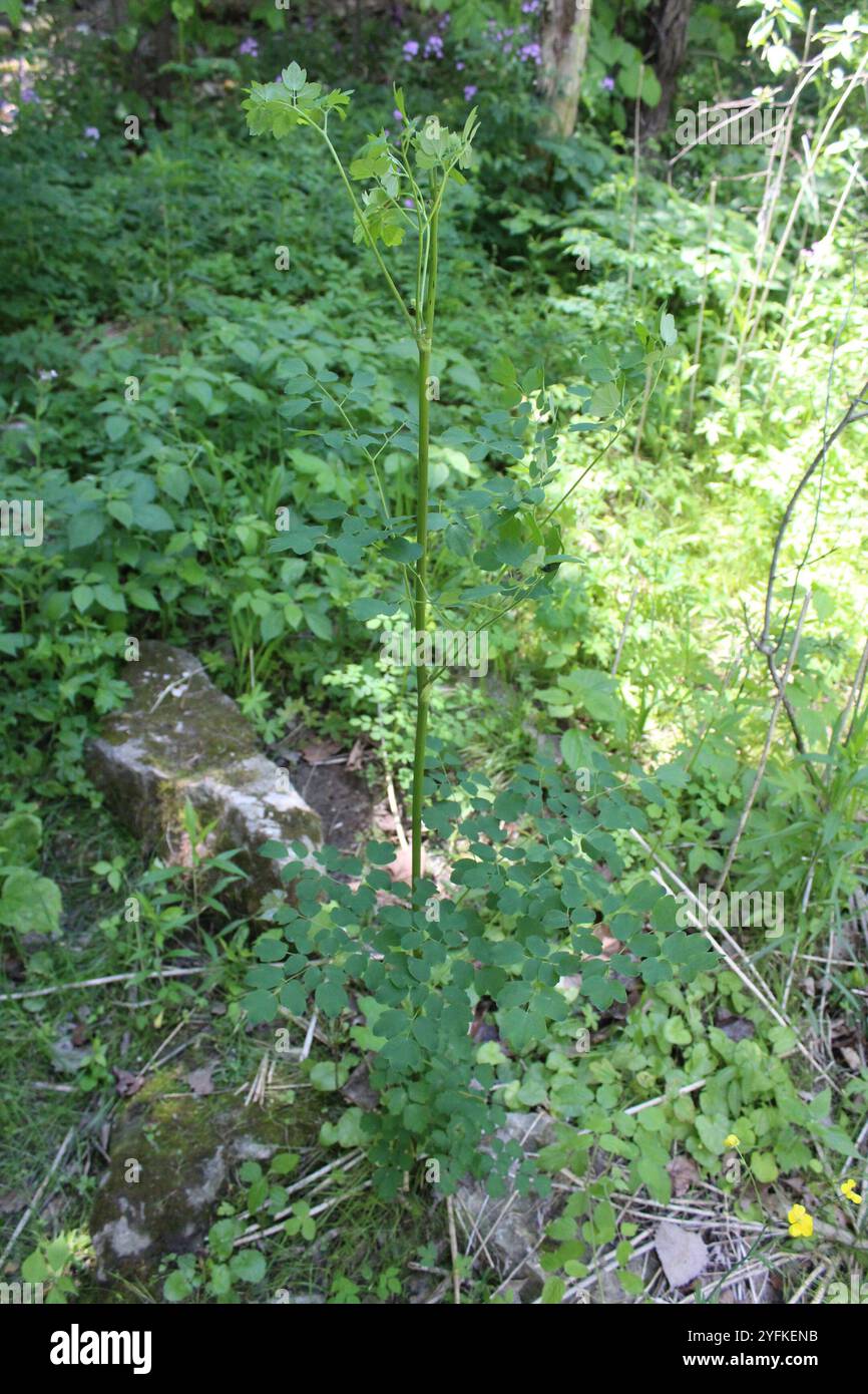 tall meadow-rue (Thalictrum pubescens Stock Photo - Alamy