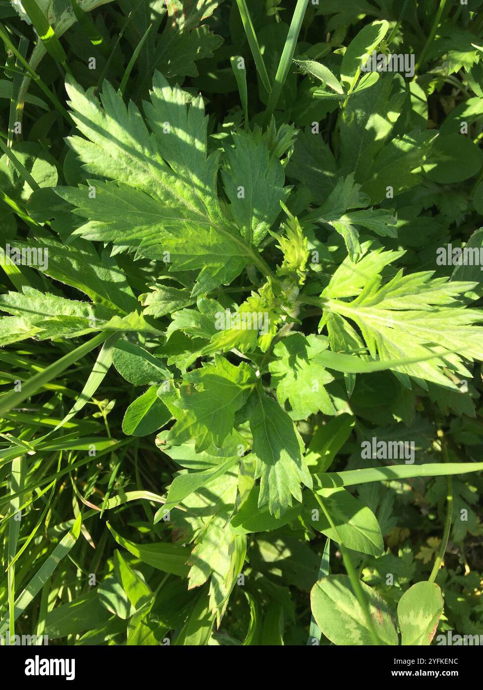 common mugwort (Artemisia vulgaris Stock Photo - Alamy