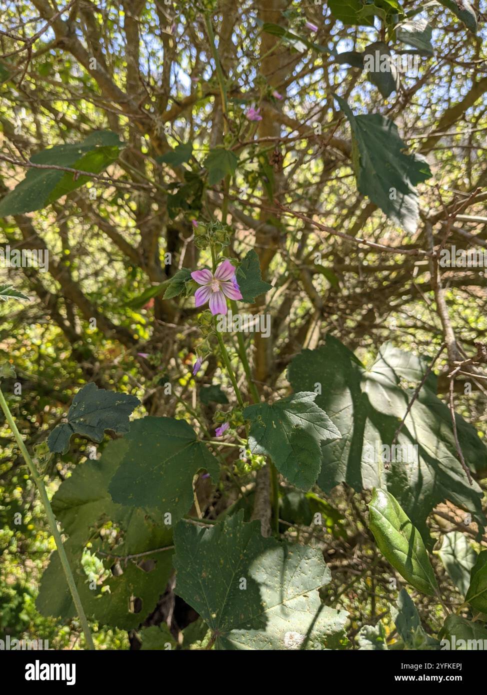 Cretan mallow (Malva multiflora Stock Photo - Alamy