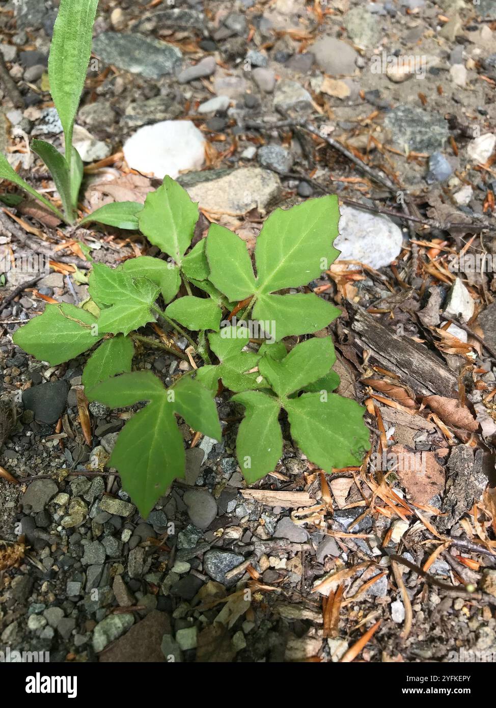 three-leaved rattlesnake root (Nabalus trifoliolatus Stock Photo - Alamy