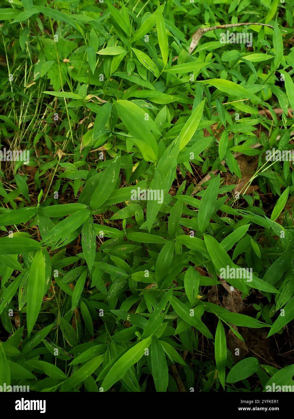 Japanese stiltgrass (Microstegium vimineum Stock Photo - Alamy