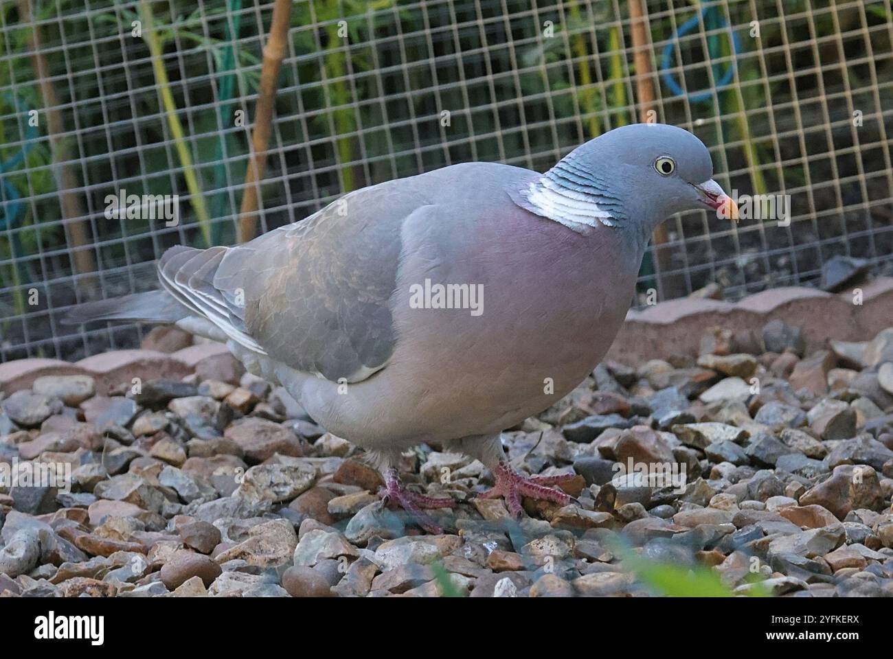 Common Wood-Pigeon (Columba palumbus Stock Photo - Alamy