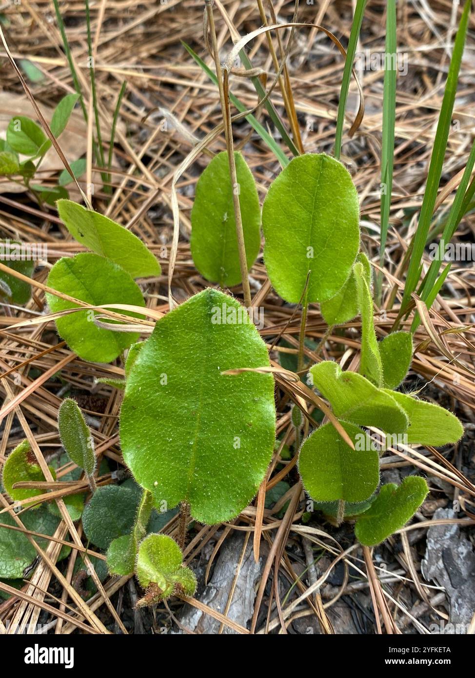 trailing arbutus (Epigaea repens Stock Photo - Alamy