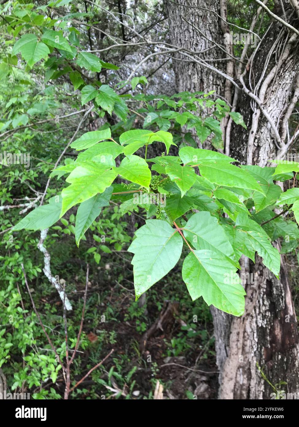 eastern poison ivy (Toxicodendron radicans Stock Photo - Alamy