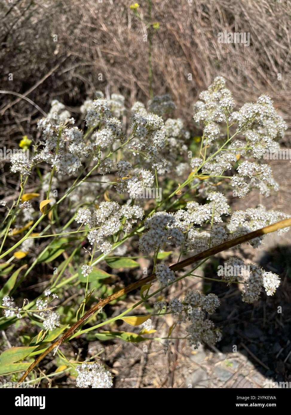 broadleaved pepperweed (Lepidium latifolium Stock Photo - Alamy