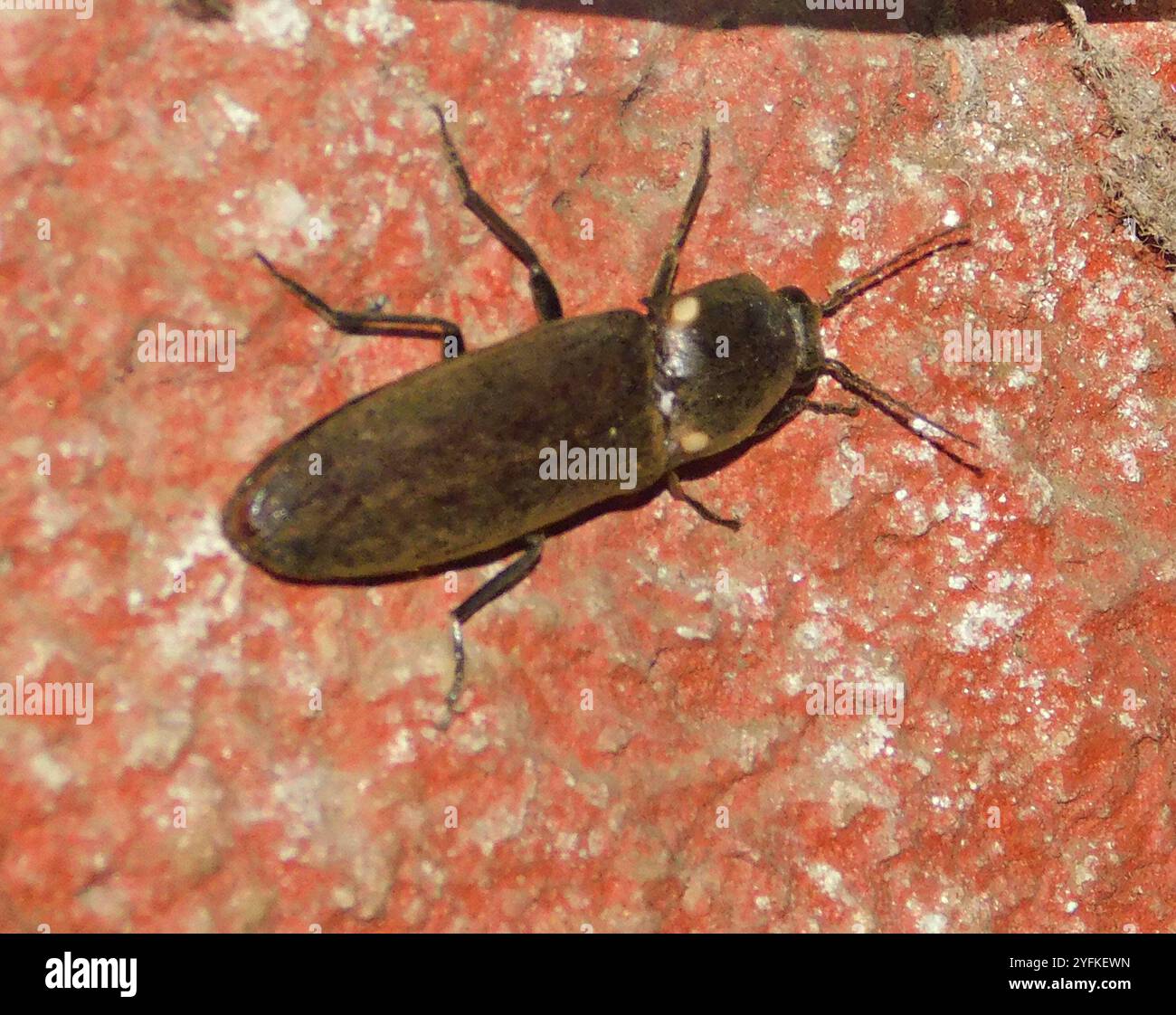 Noctilucus hi-res stock photography and images - Alamy