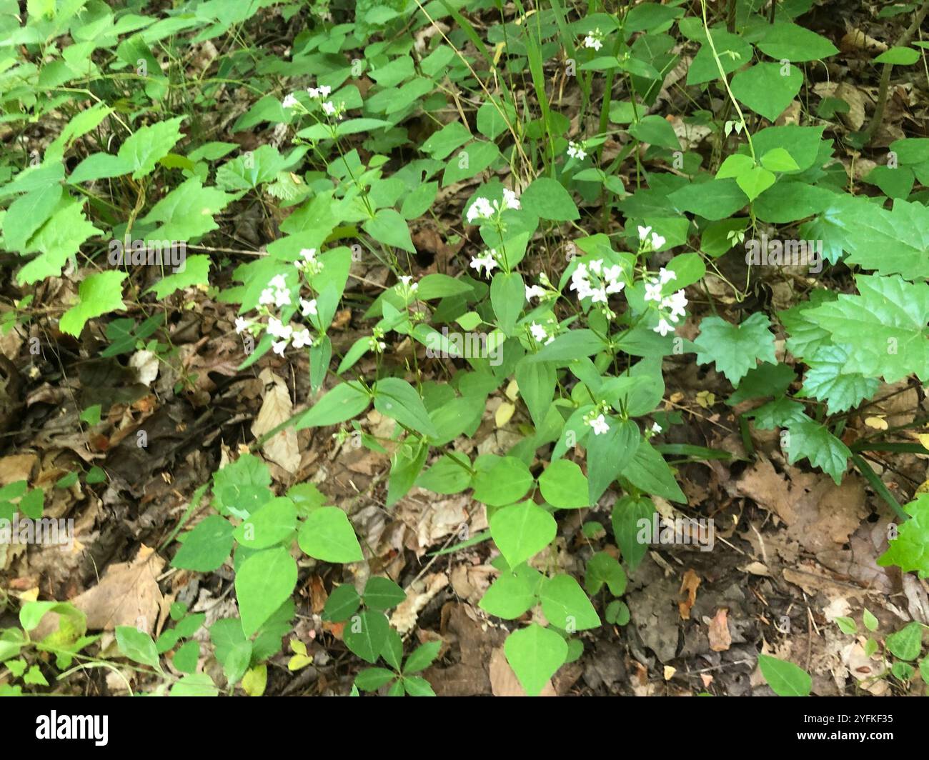 summer bluet (Houstonia purpurea Stock Photo - Alamy