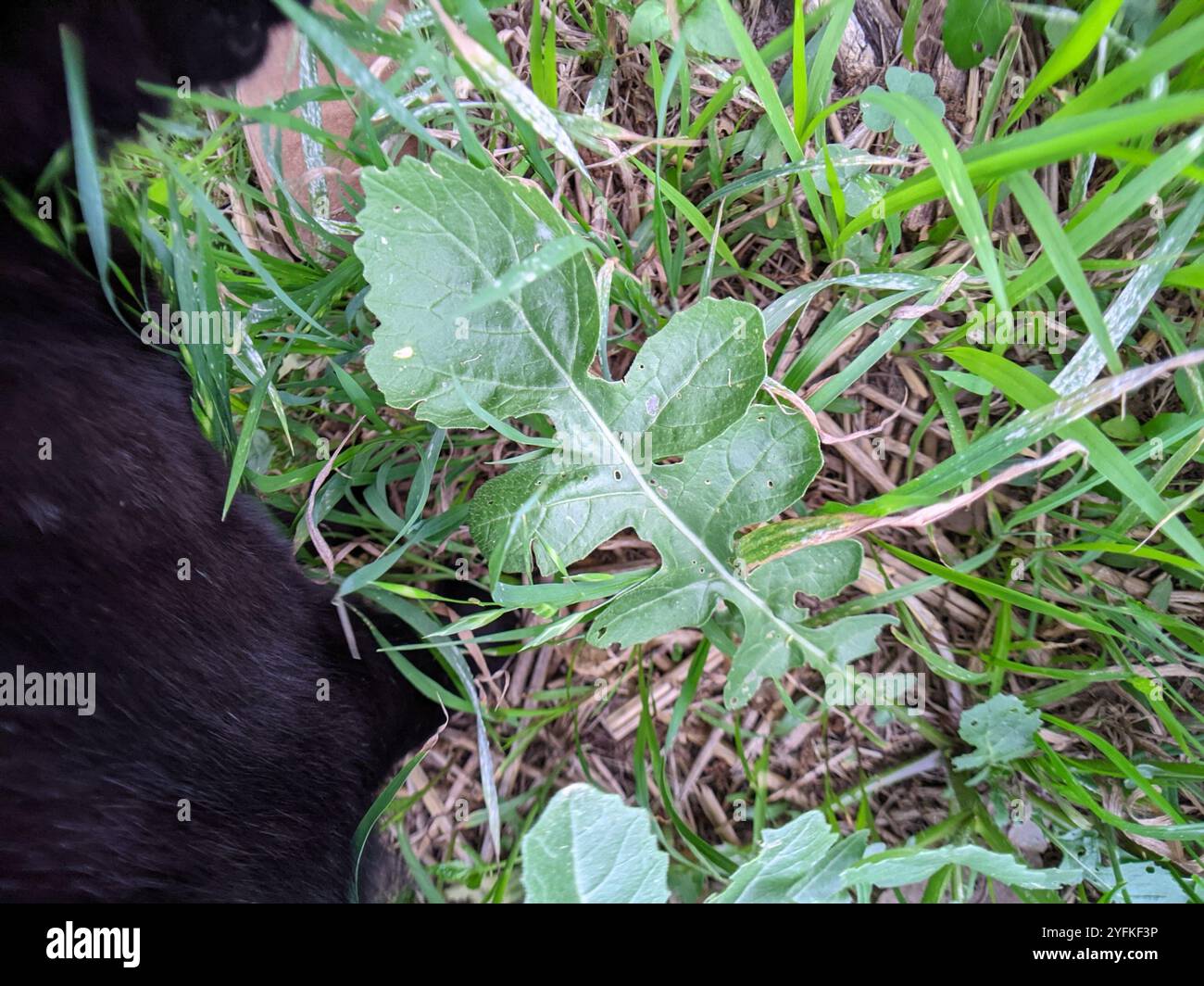 annual bastard cabbage (Rapistrum rugosum Stock Photo - Alamy