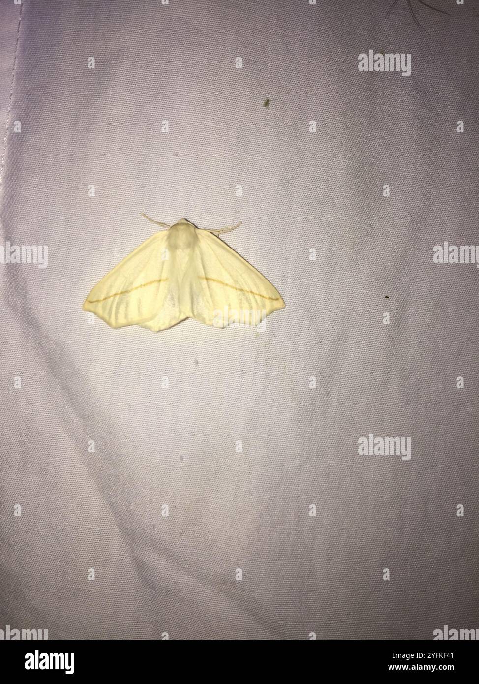 White Slant-line (Tetracis cachexiata Stock Photo - Alamy