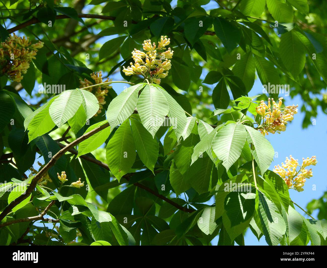 yellow buckeye (Aesculus flava Stock Photo - Alamy