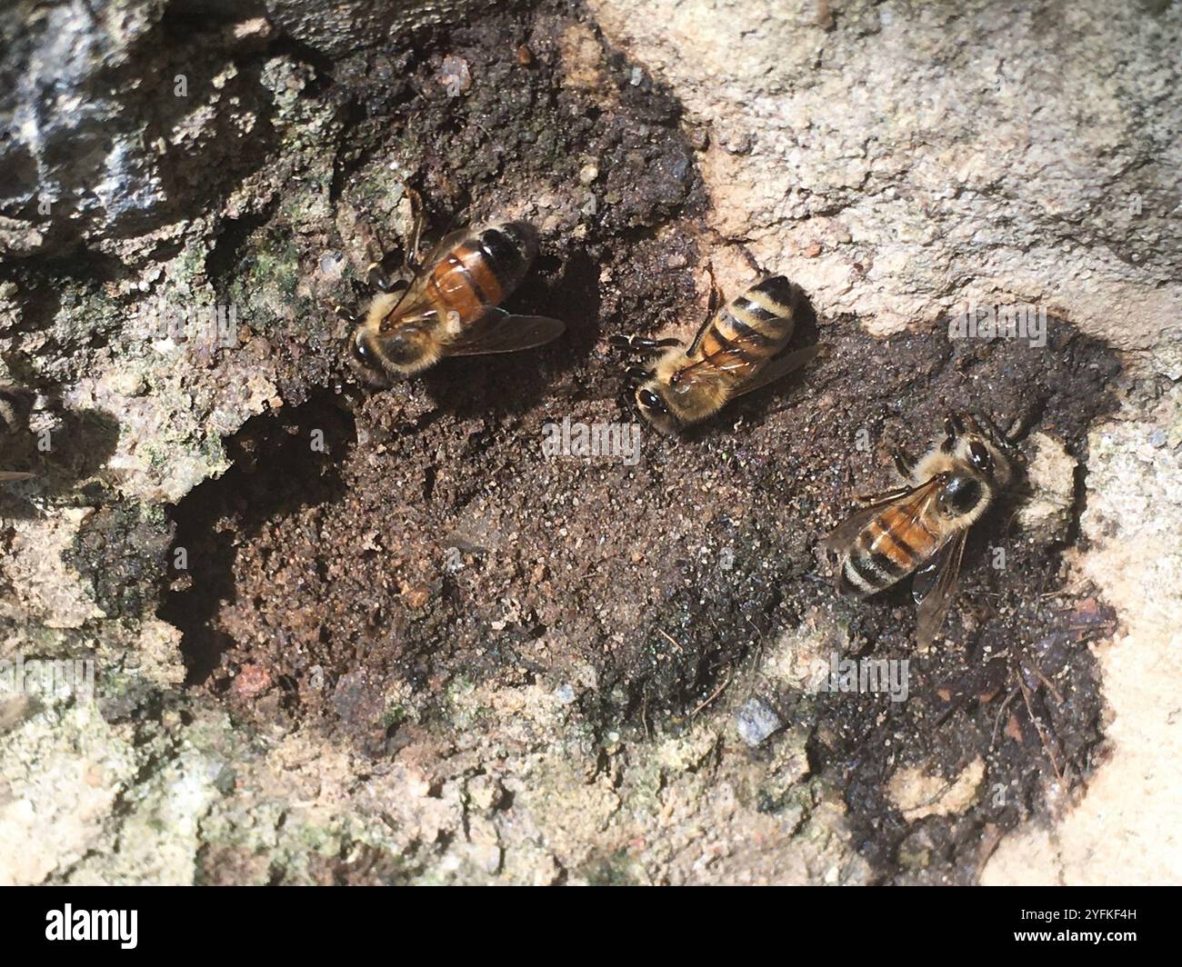 Western Honey Bee (Apis mellifera Stock Photo - Alamy