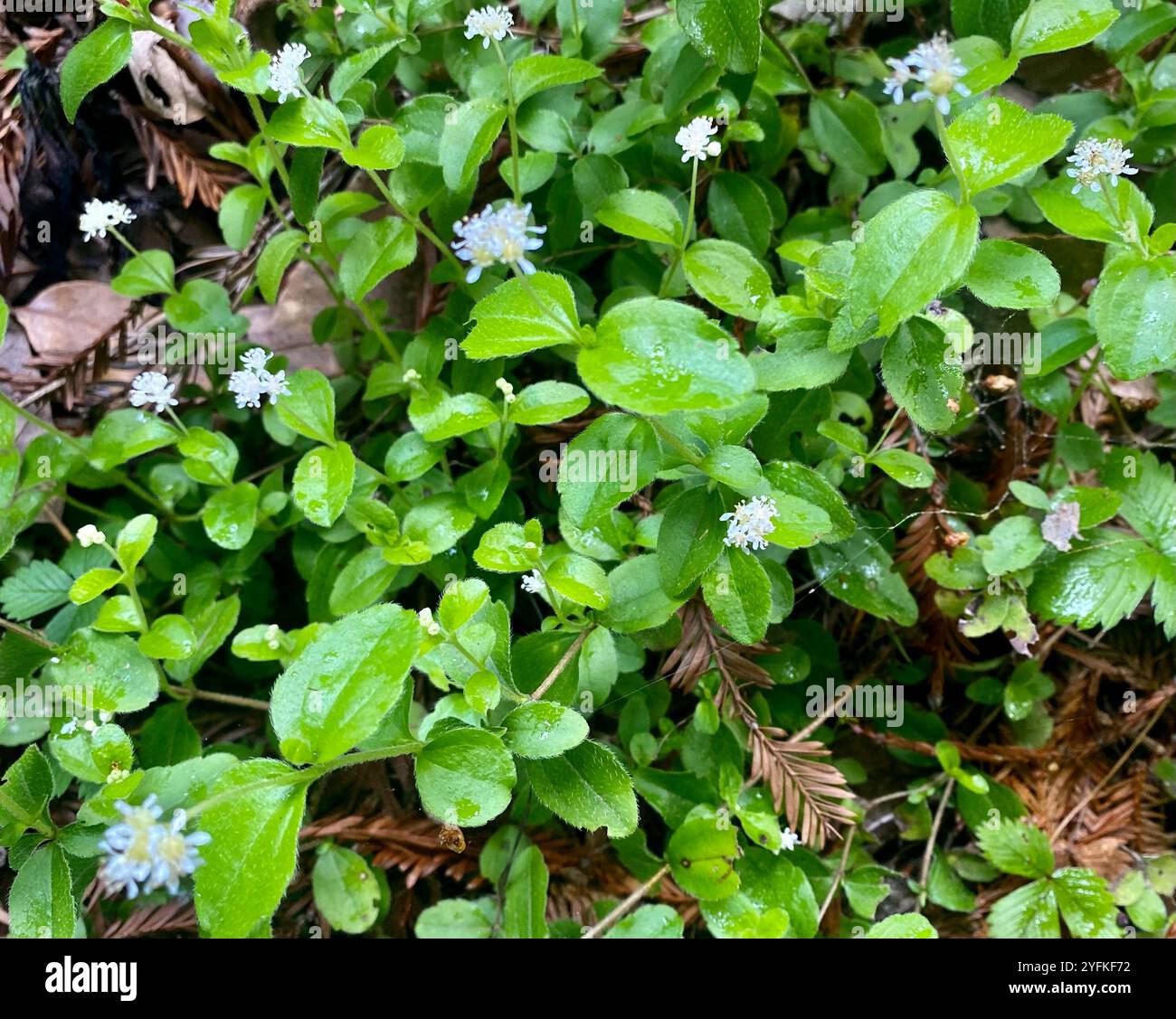 Whipplea modesta hi-res stock photography and images - Alamy