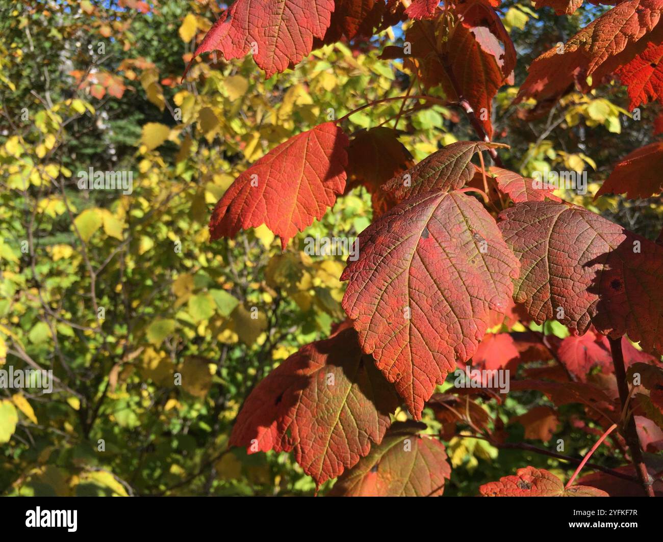 Mountain Maple (Acer spicatum Stock Photo - Alamy