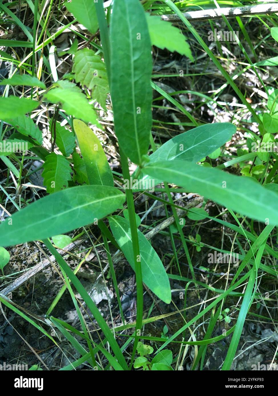 green comet milkweed (Asclepias viridiflora Stock Photo - Alamy
