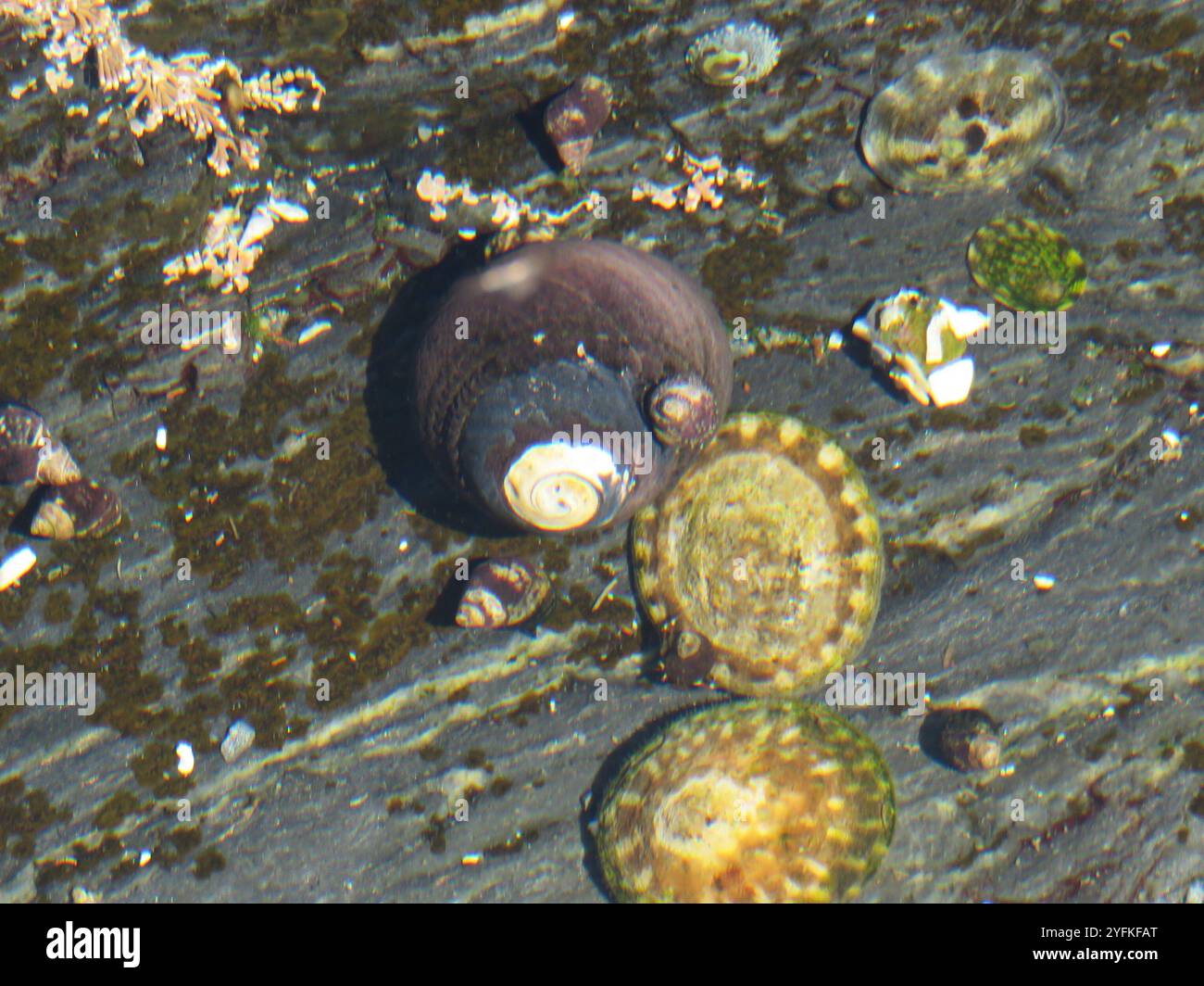 Black Tegula (Tegula funebralis Stock Photo - Alamy