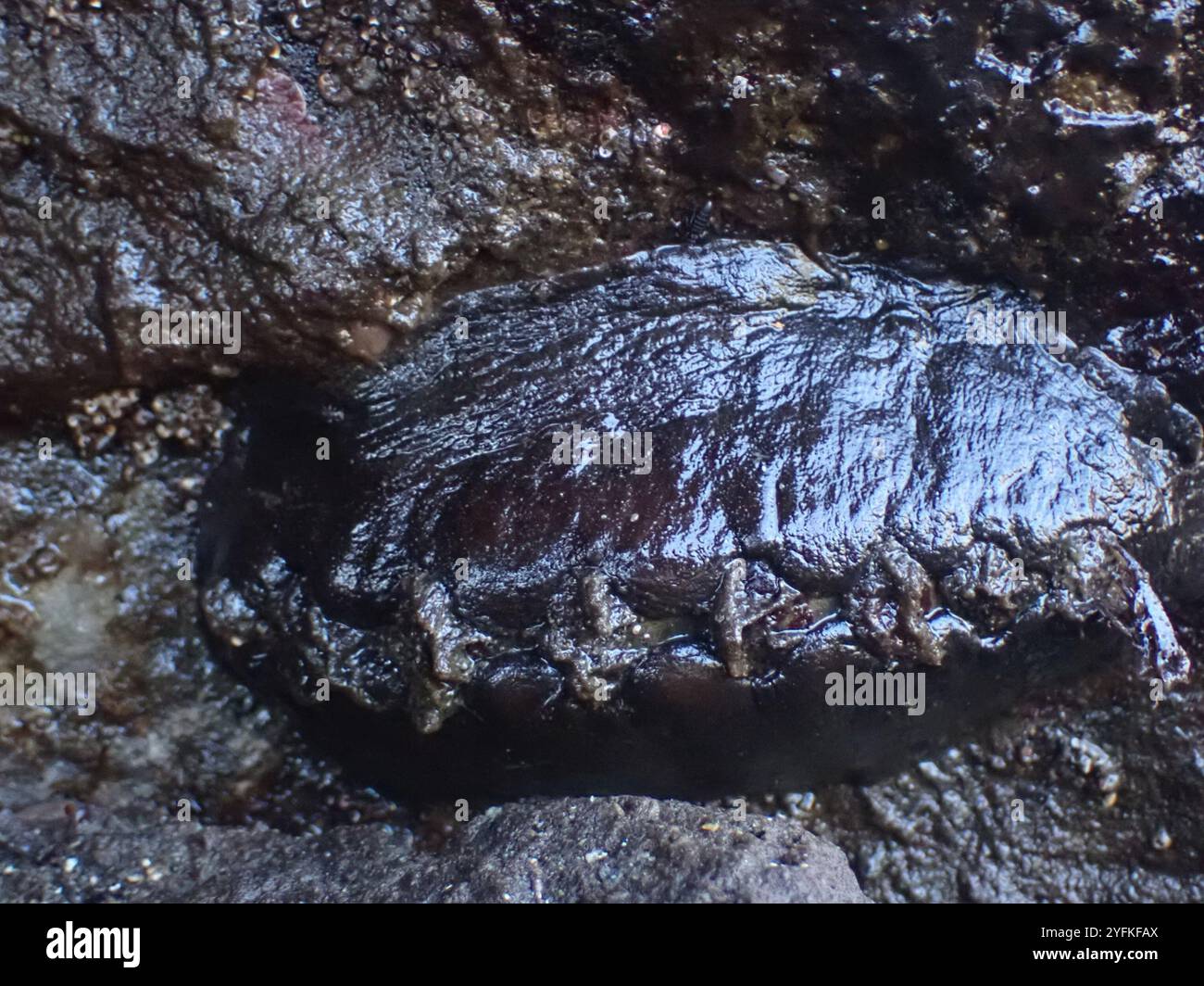 Black Leather Chiton (Katharina tunicata Stock Photo - Alamy