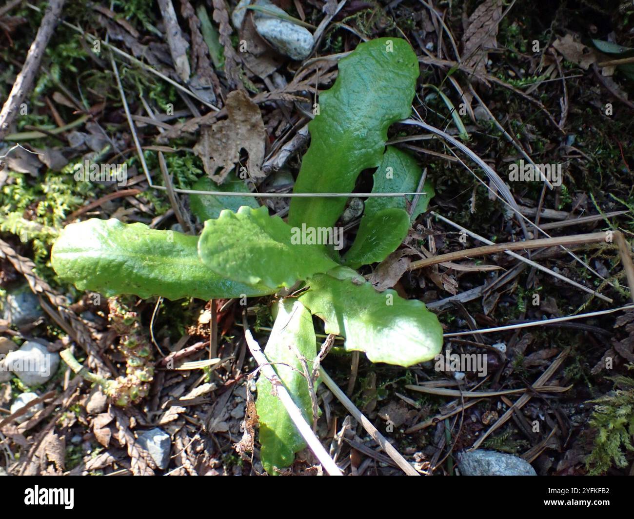Common Cat's-ear (Hypochaeris radicata Stock Photo - Alamy