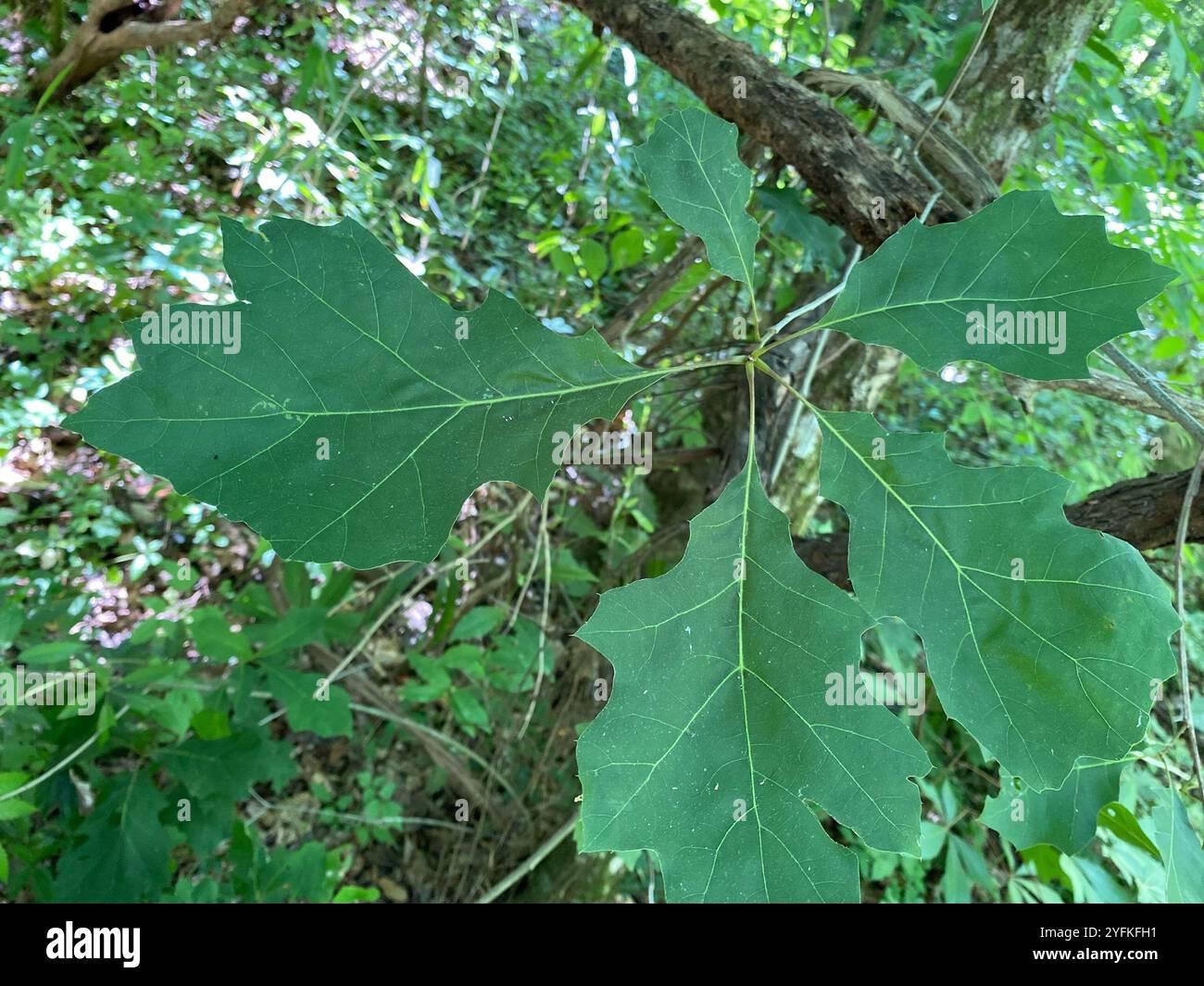 northern red oak (Quercus rubra Stock Photo - Alamy
