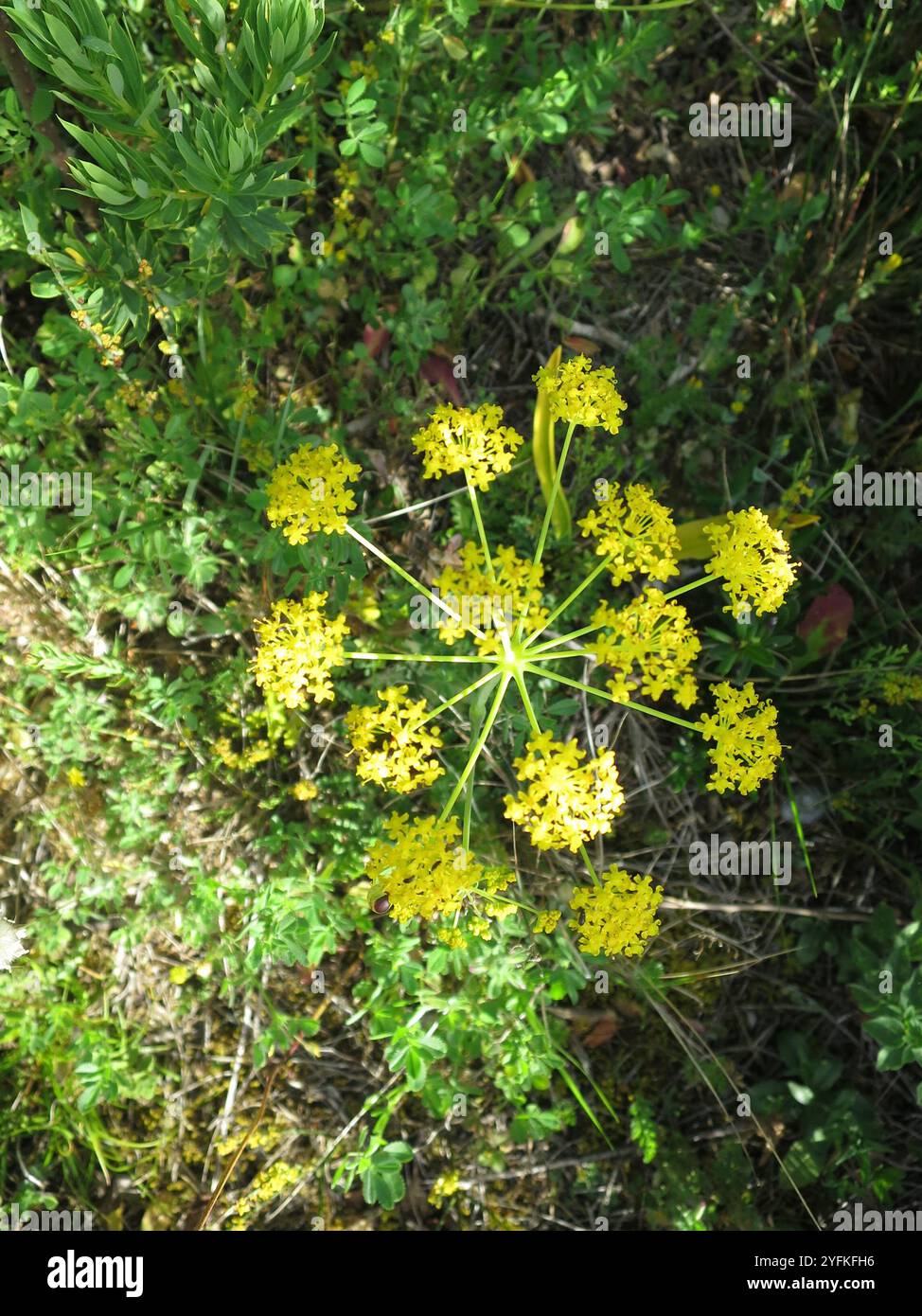 villous deadly carrot (Thapsia villosa Stock Photo - Alamy