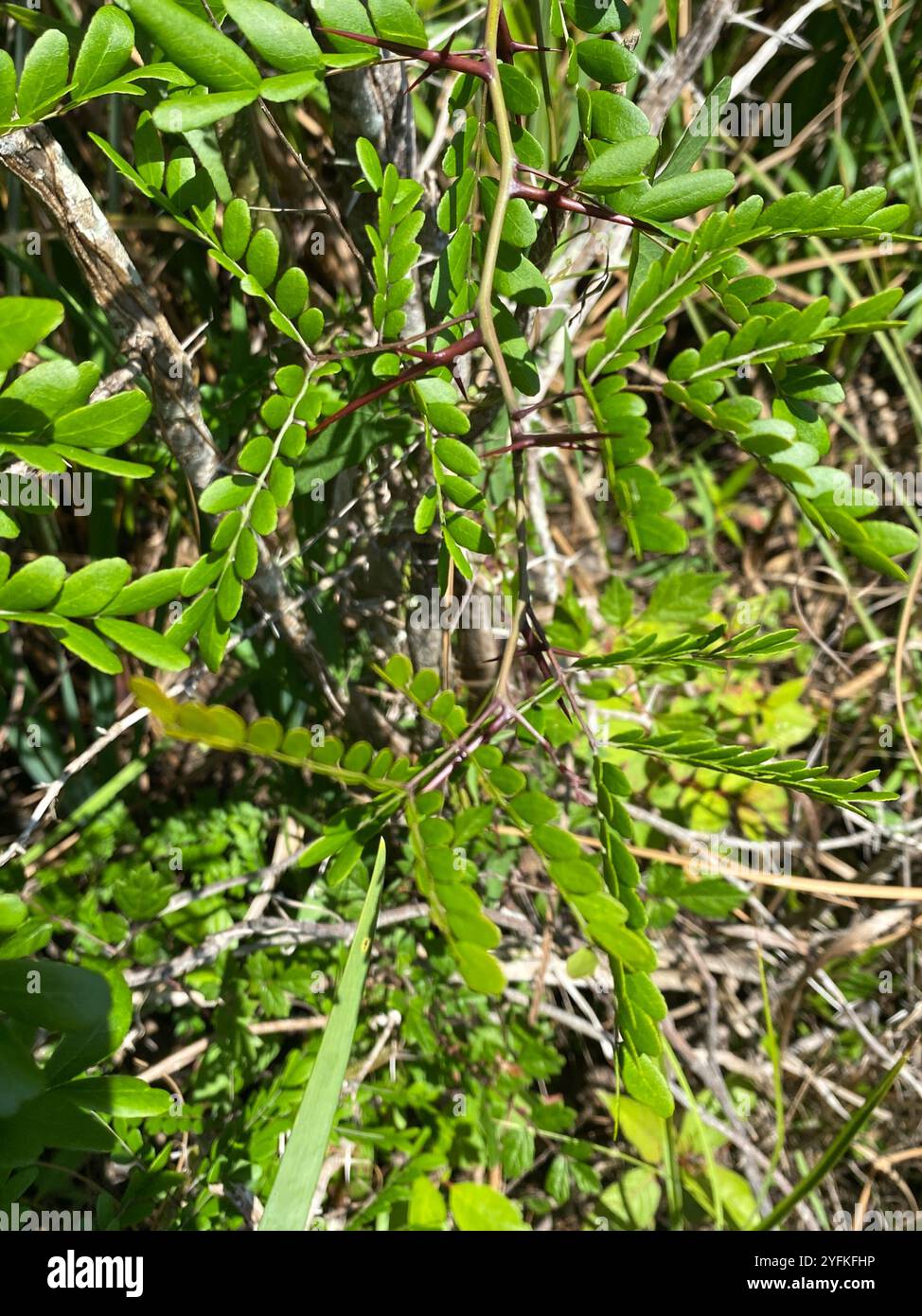 Water locust (Gleditsia aquatica Stock Photo - Alamy