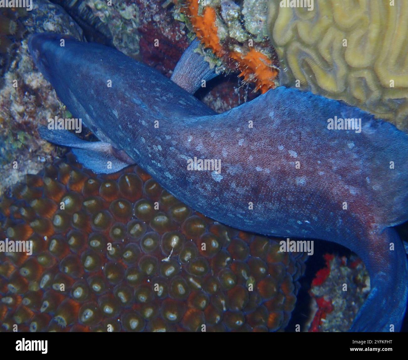 Greater Soapfish (Rypticus saponaceus Stock Photo - Alamy