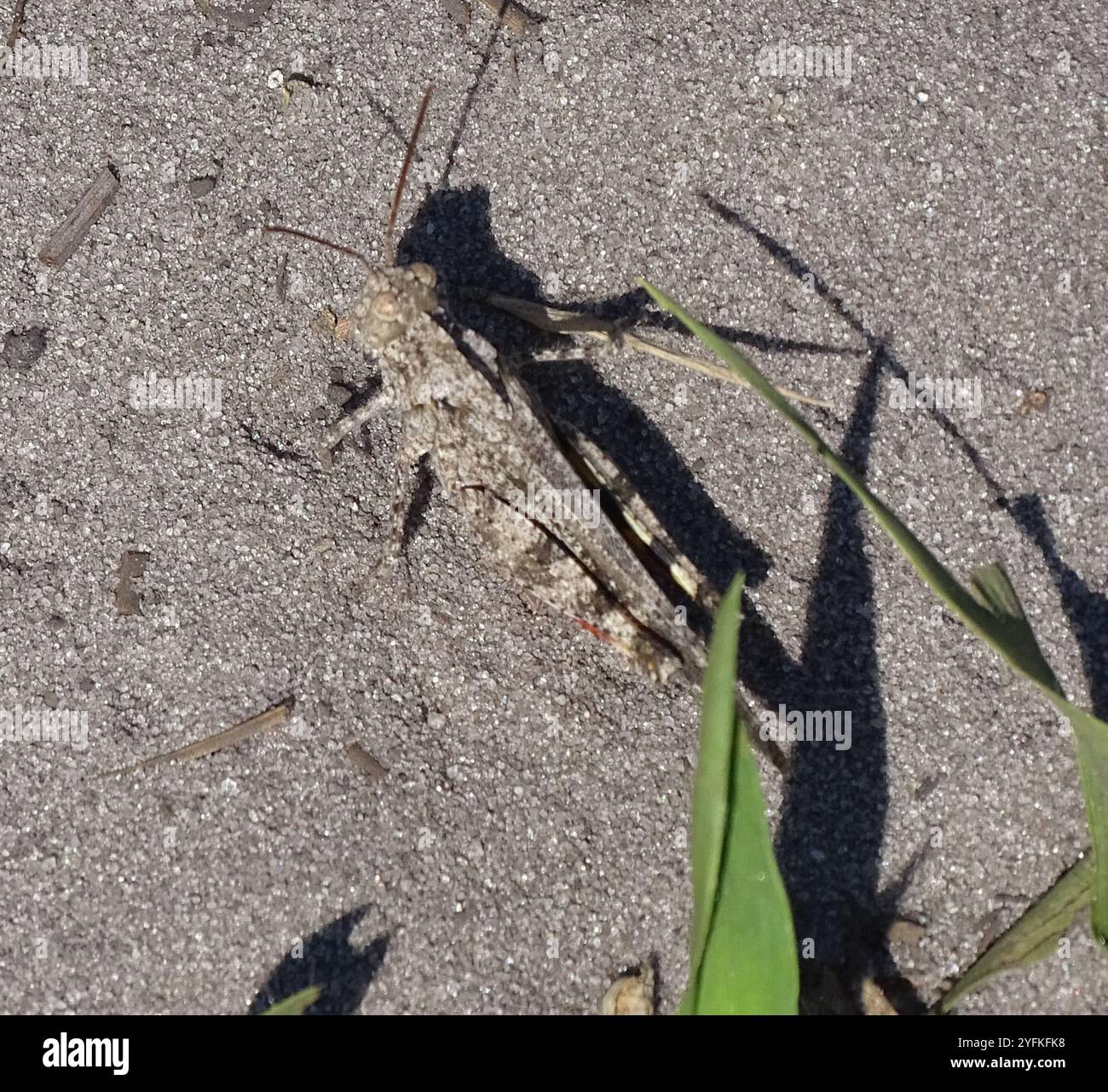 Spharagemon hi-res stock photography and images - Alamy