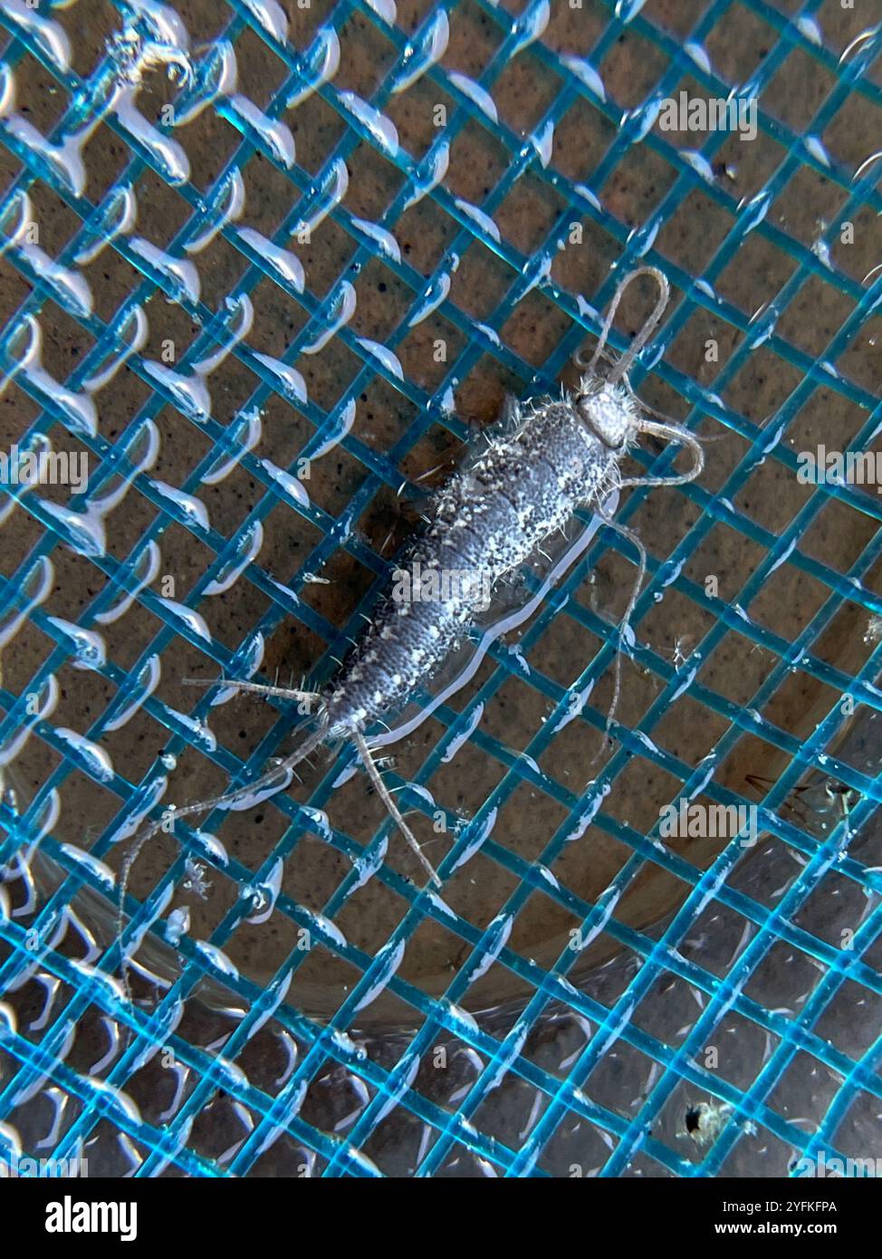 Ctenolepisma lineatum hi-res stock photography and images - Alamy