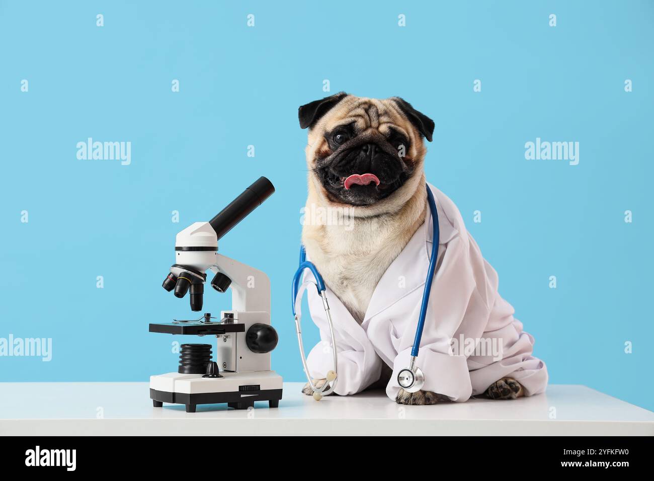 Cute pug dog in doctor's uniform with microscope on table against blue ...