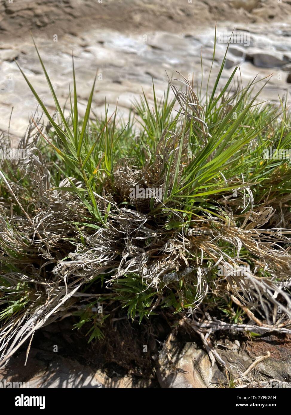 Saltgrass (Distichlis spicata Stock Photo - Alamy