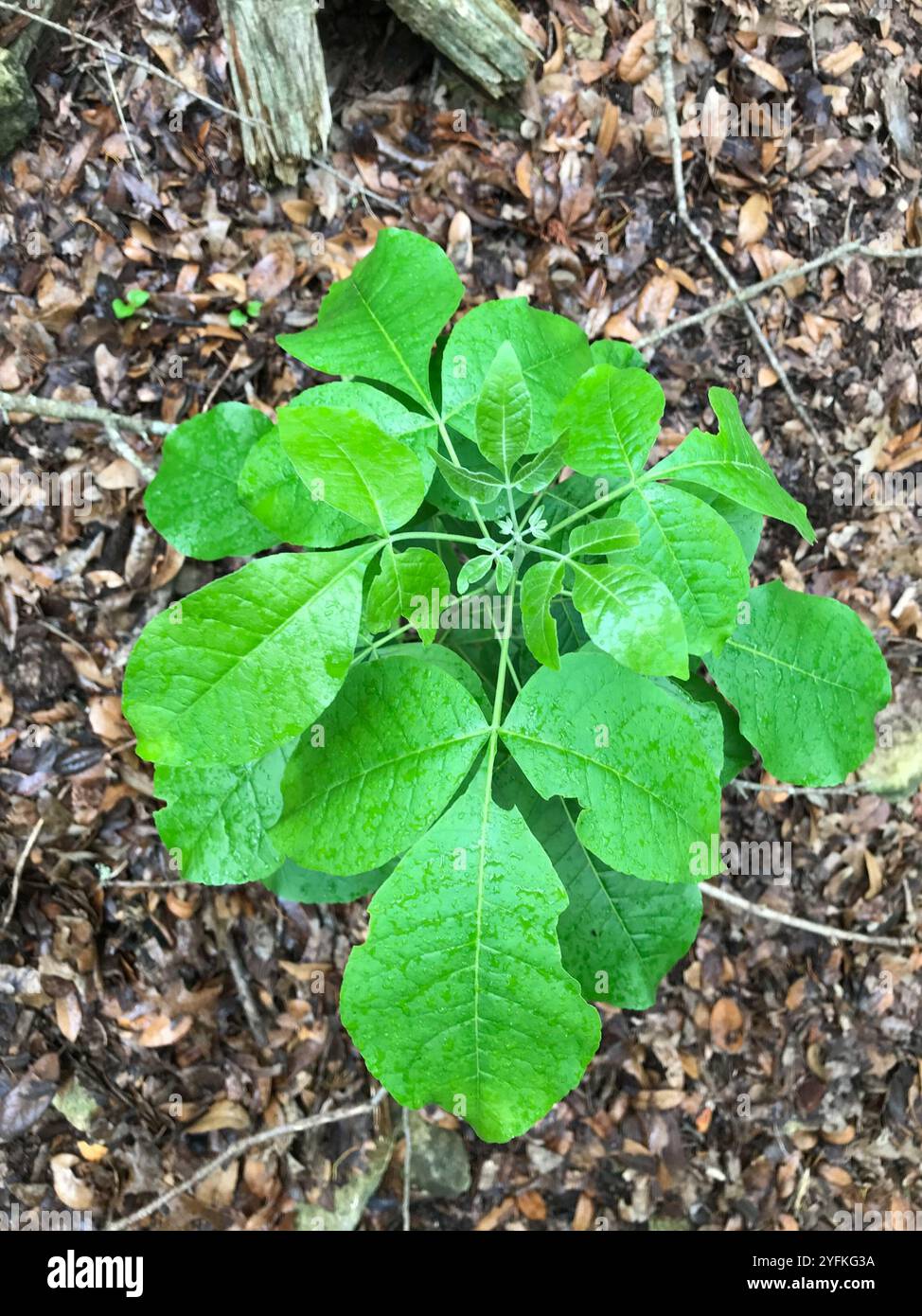 common hoptree (Ptelea trifoliata Stock Photo - Alamy
