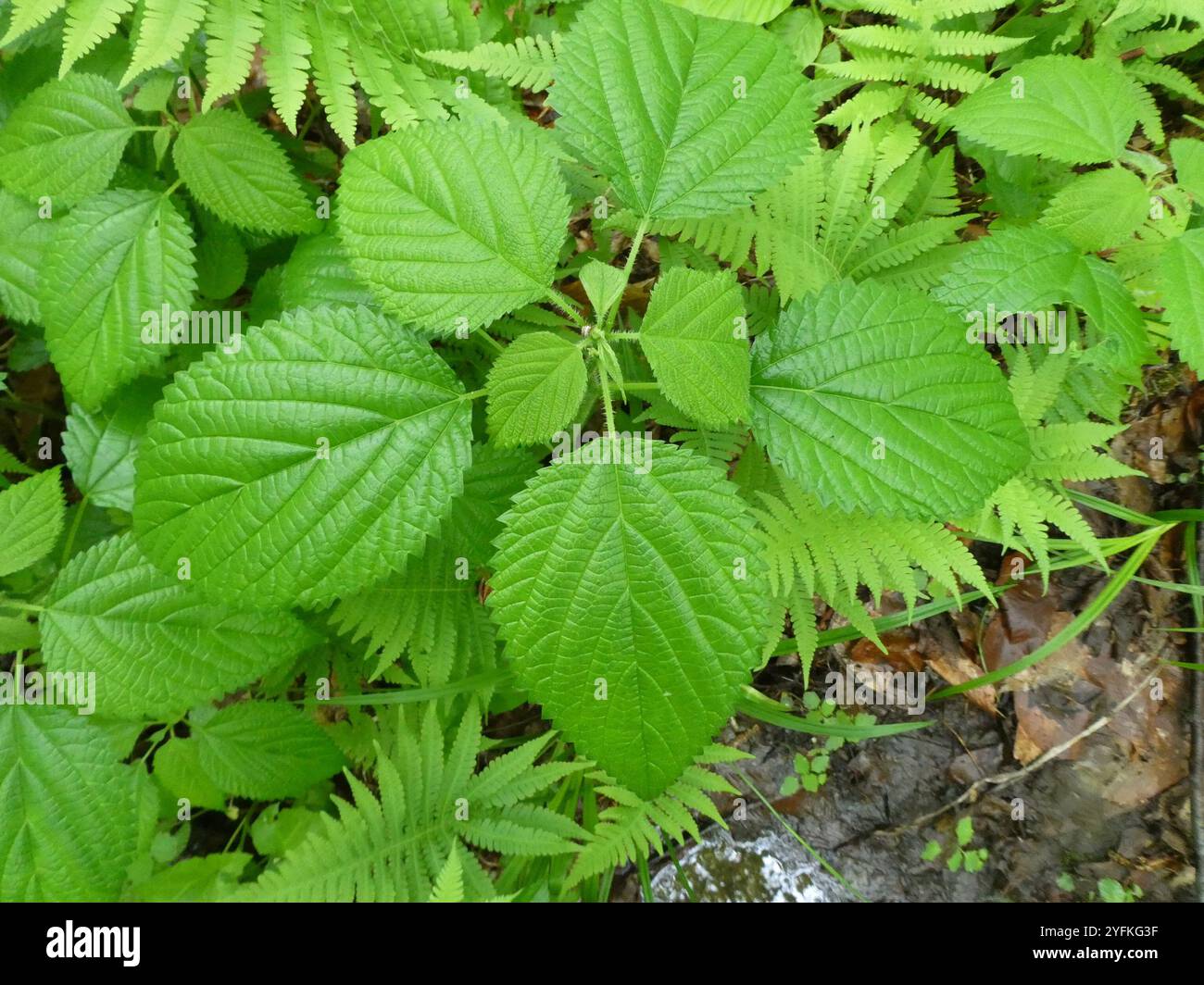 wood nettle (Laportea canadensis Stock Photo - Alamy