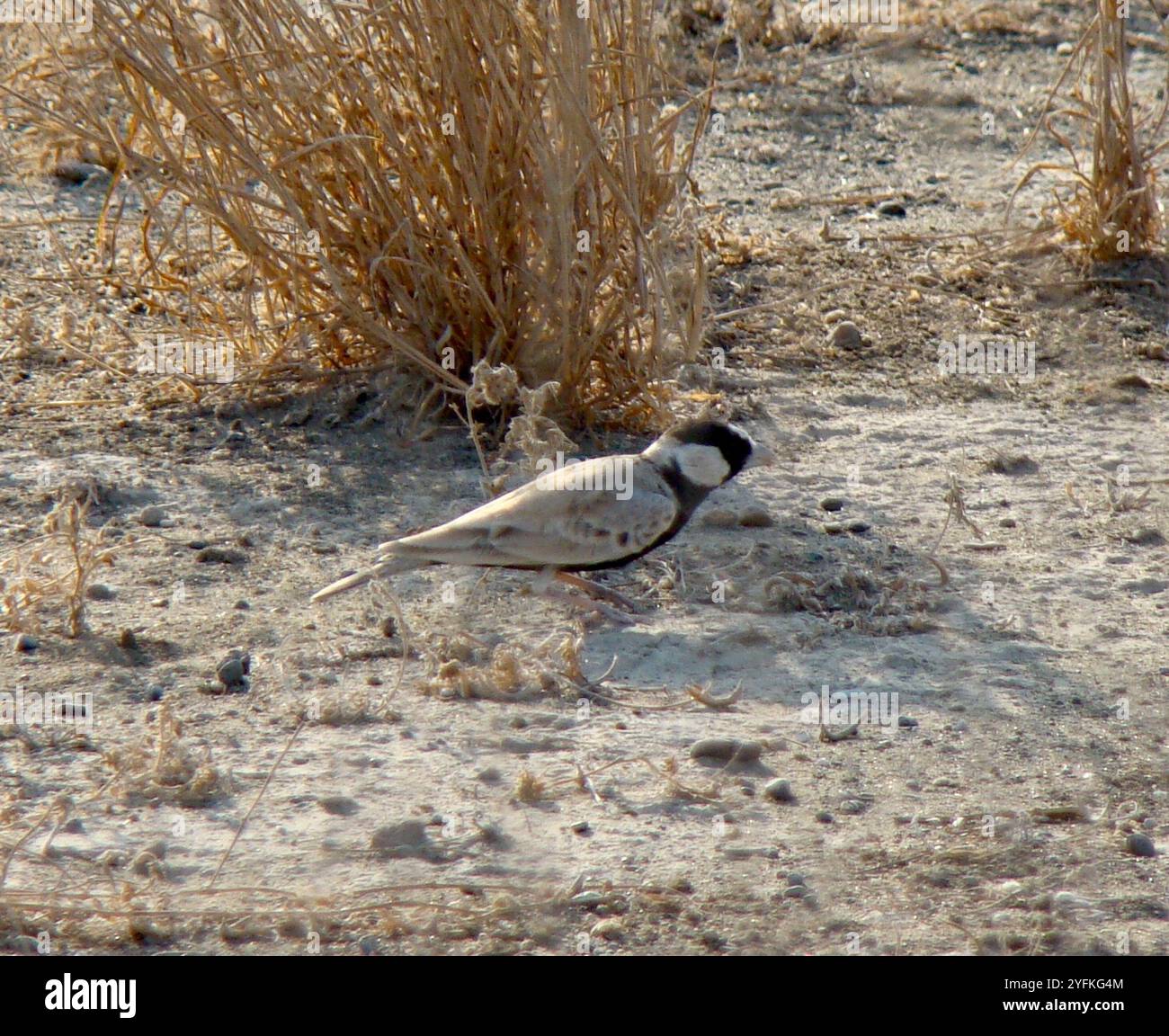 Black-crowned Sparrow-Lark (Eremopterix nigriceps Stock Photo - Alamy