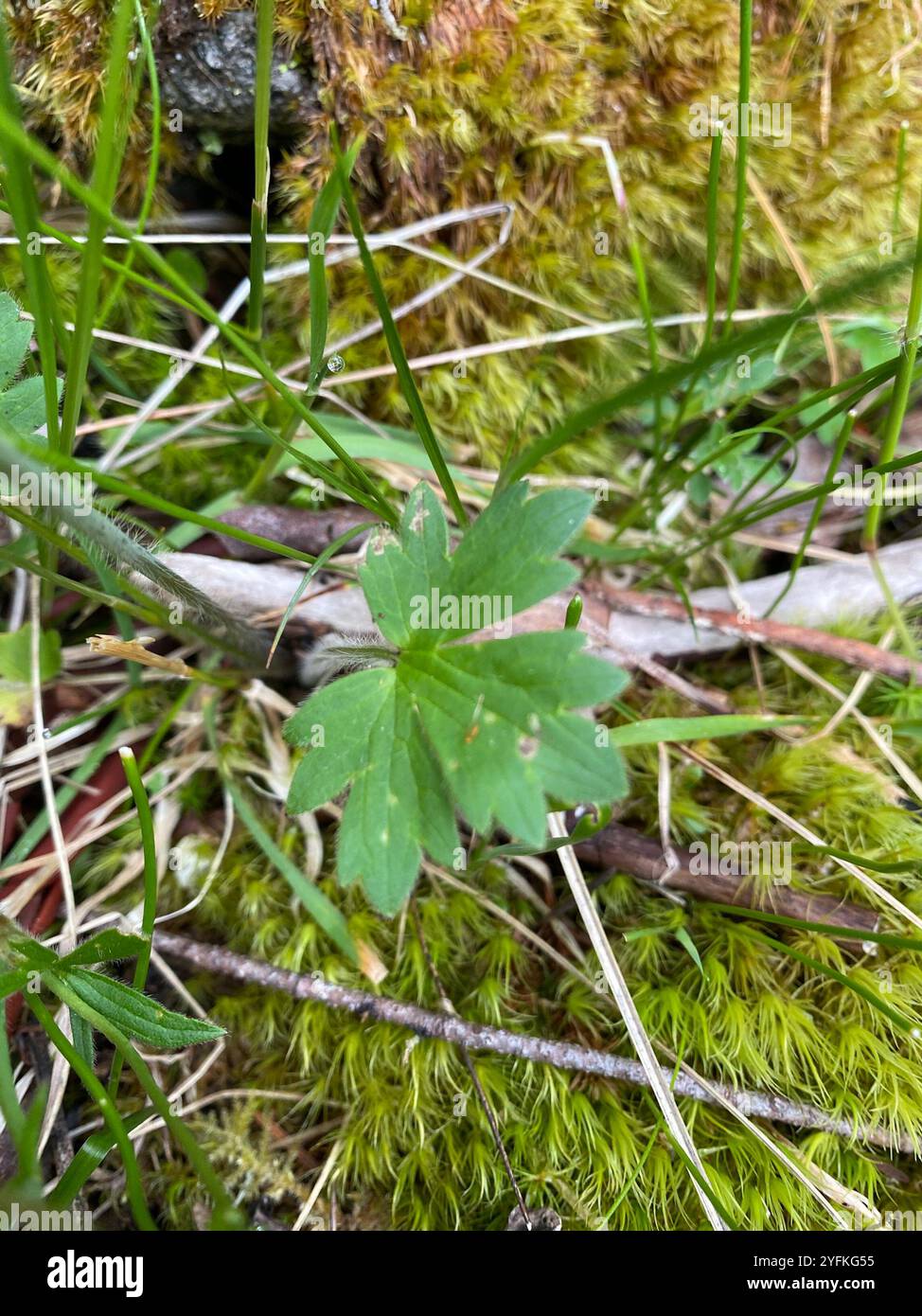 Western Buttercup (Ranunculus occidentalis Stock Photo - Alamy