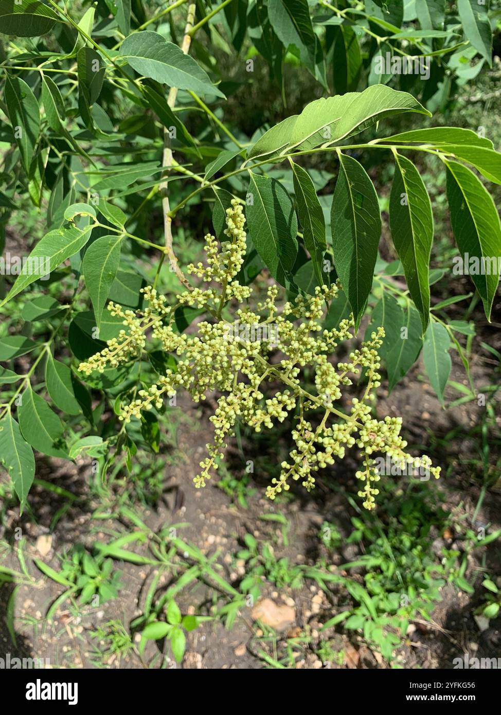 Sapindus drummondii hi-res stock photography and images - Alamy