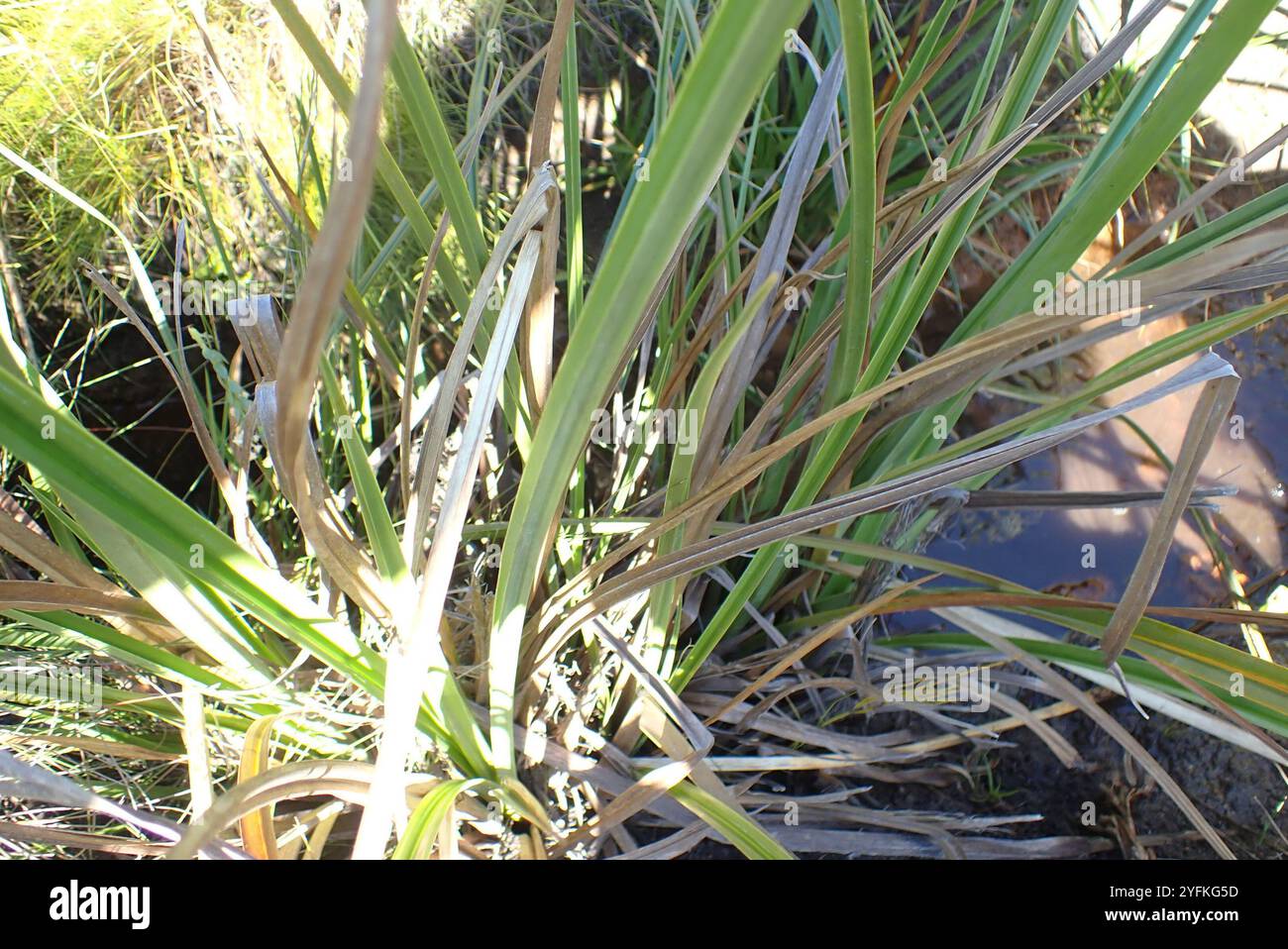 Jamaica swamp sawgrass (Cladium mariscus jamaicense Stock Photo - Alamy