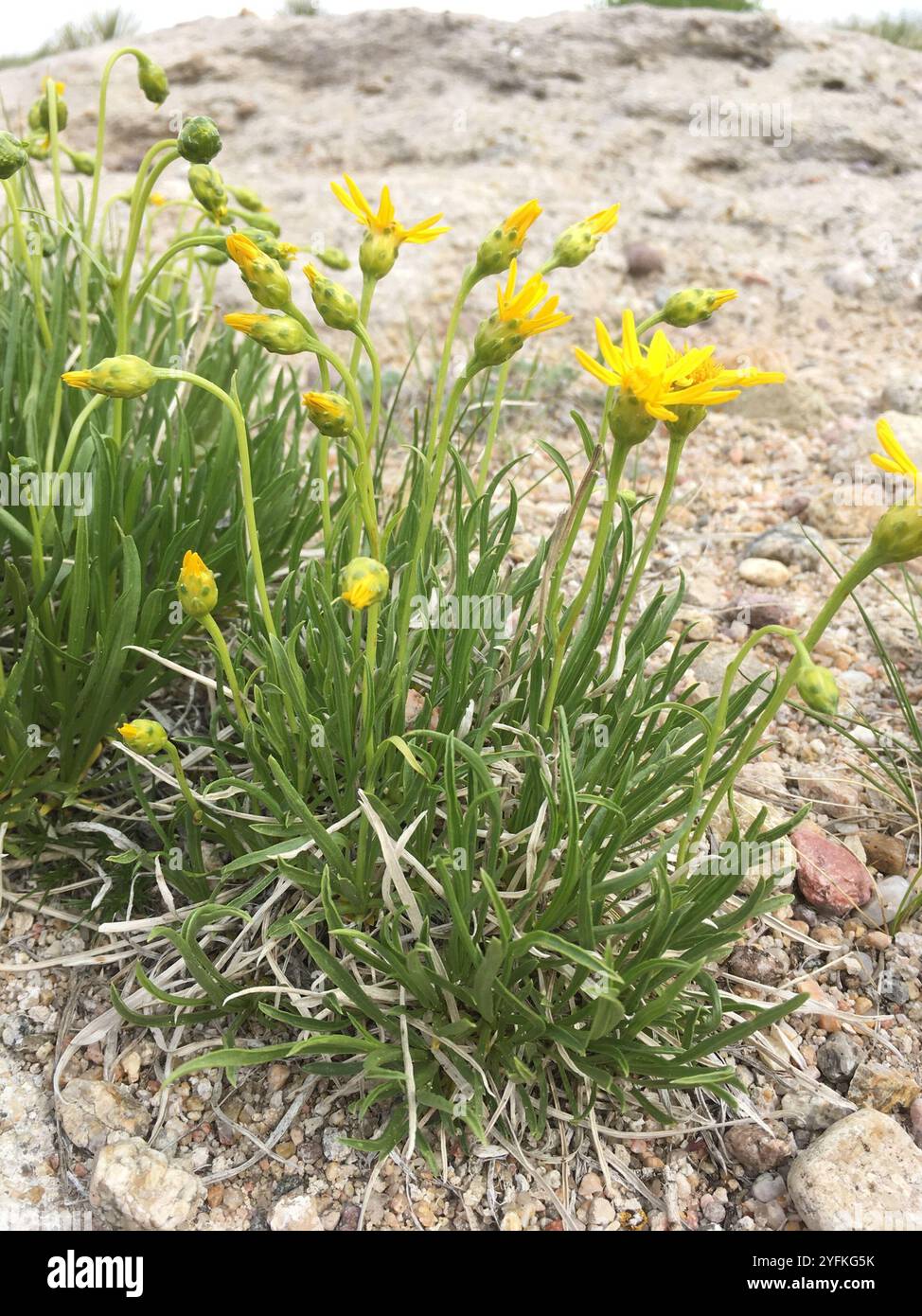 Skyline Goldenweed (Stenotus armerioides armerioides Stock Photo - Alamy