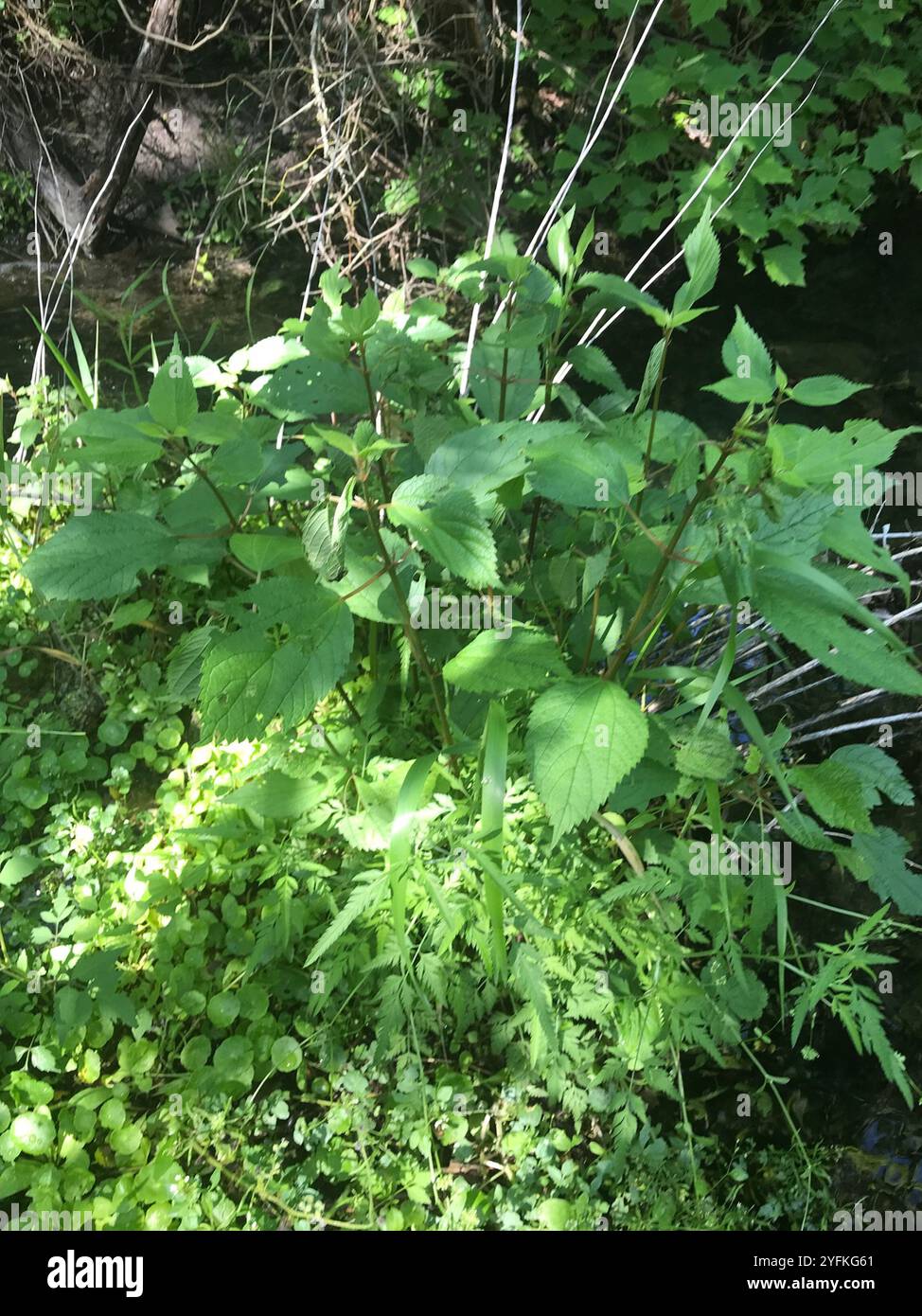 false nettle (Boehmeria cylindrica Stock Photo - Alamy