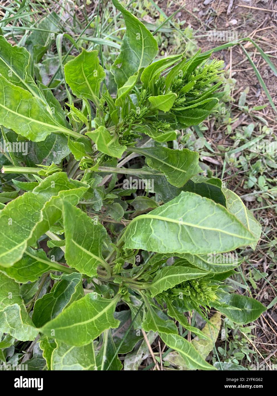 sea beet (Beta vulgaris maritima Stock Photo - Alamy