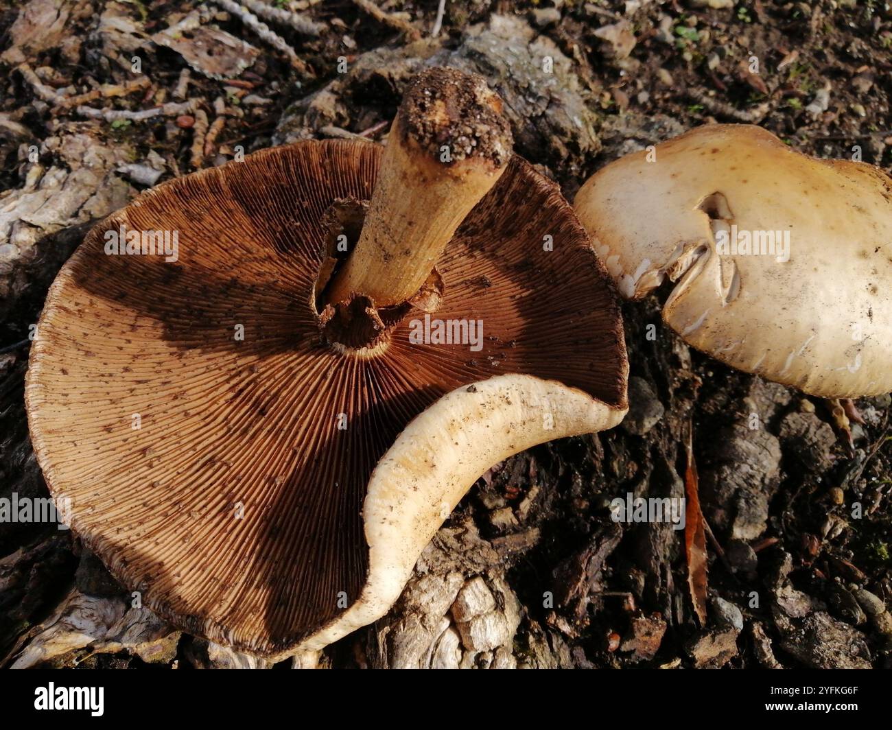 Tawaka (Cyclocybe parasitica Stock Photo - Alamy