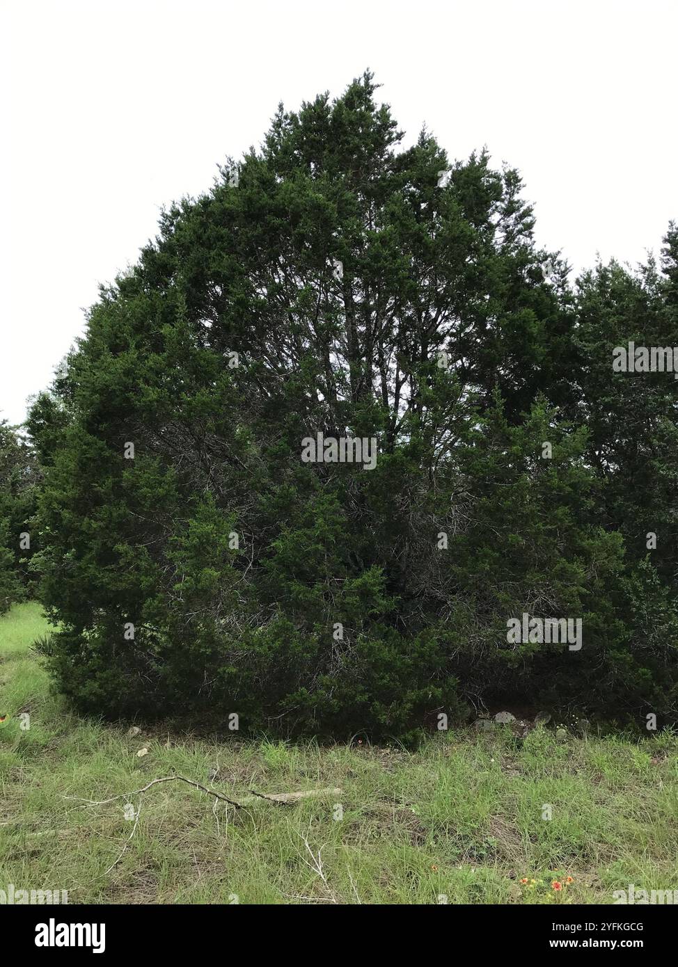 Ashe juniper (Juniperus ashei Stock Photo - Alamy
