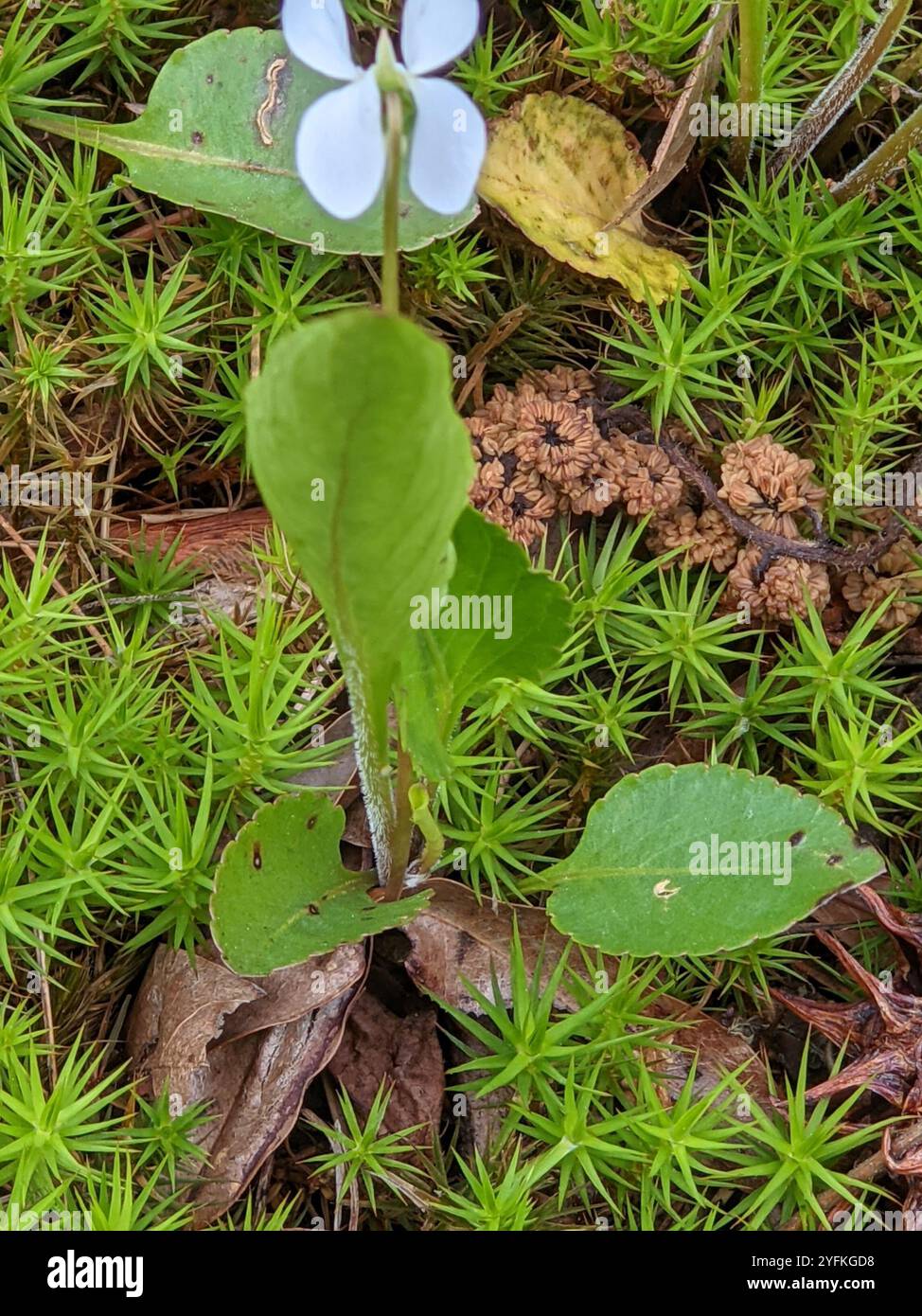 primrose-leaved violet (Viola primulifolia Stock Photo - Alamy