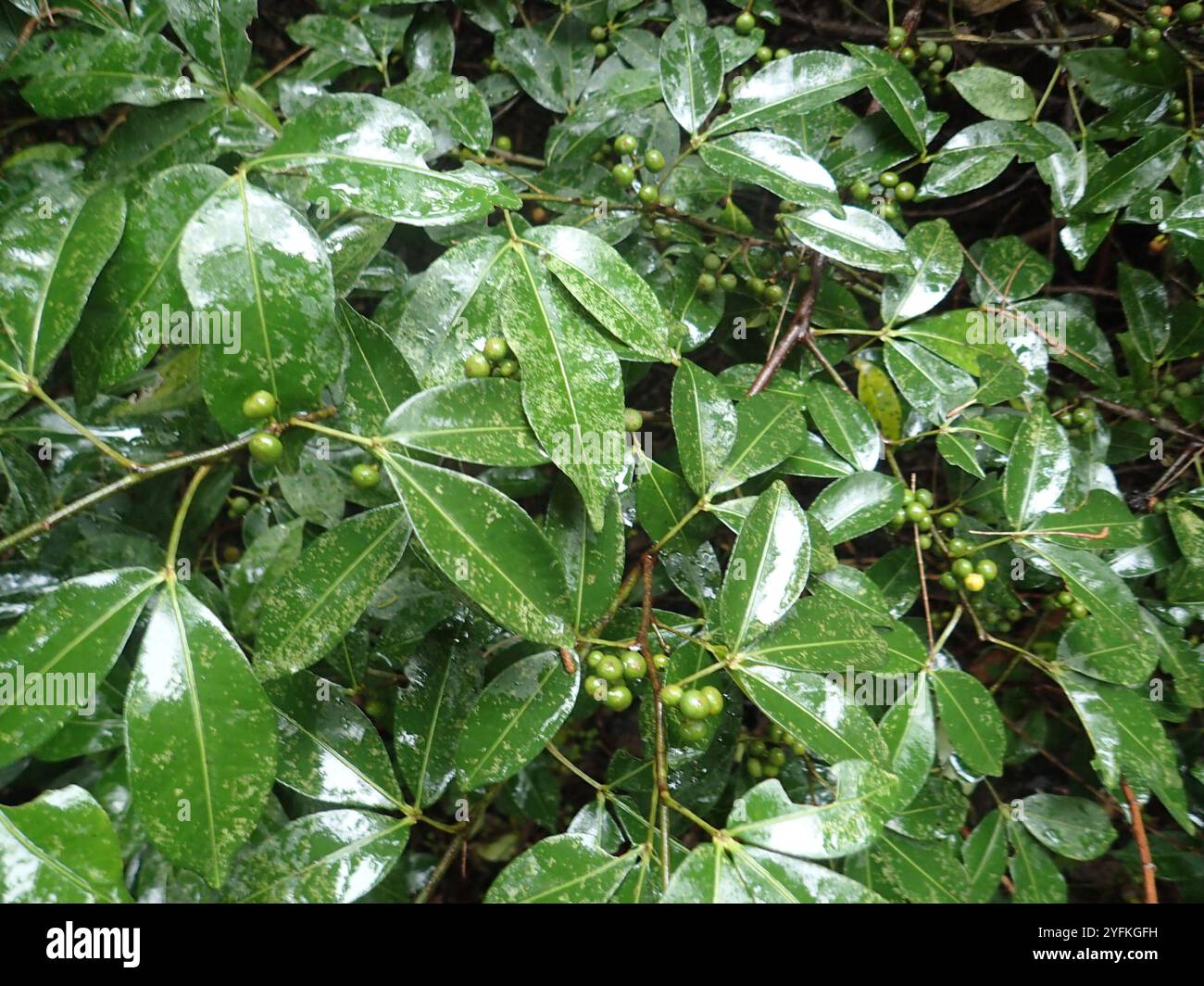 orange climber (Zanthoxylum asiaticum Stock Photo - Alamy