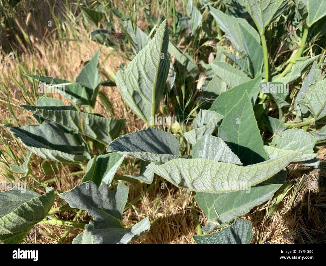 Buffalo Gourd (Cucurbita foetidissima Stock Photo - Alamy