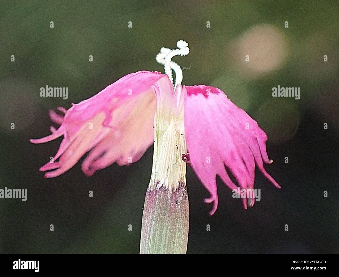 Cape Pink (Dianthus bolusii Stock Photo - Alamy