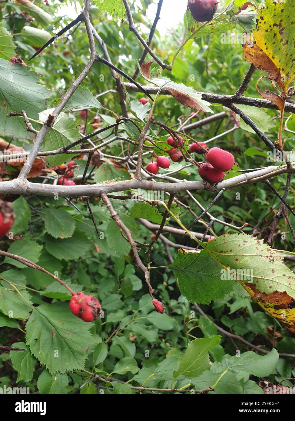 Hairy Cockspurthorn (Crataegus submollis Stock Photo - Alamy