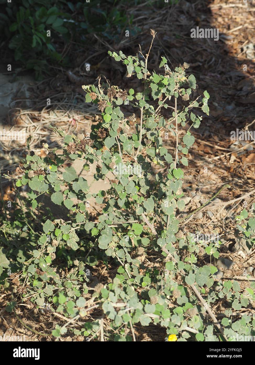 Indian Mallow (Abutilon indicum Stock Photo - Alamy