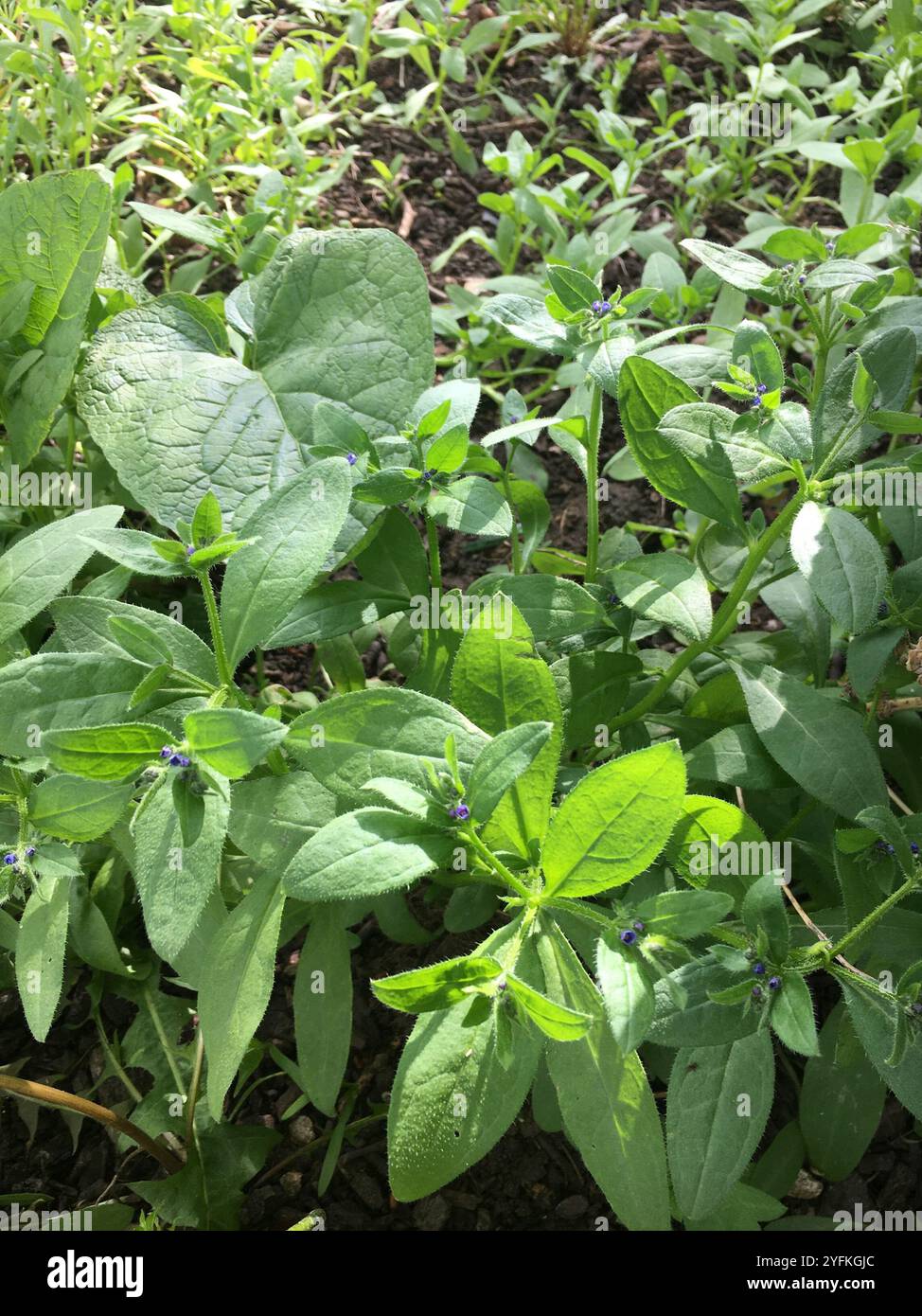 Asperugo procumbens hi-res stock photography and images - Alamy