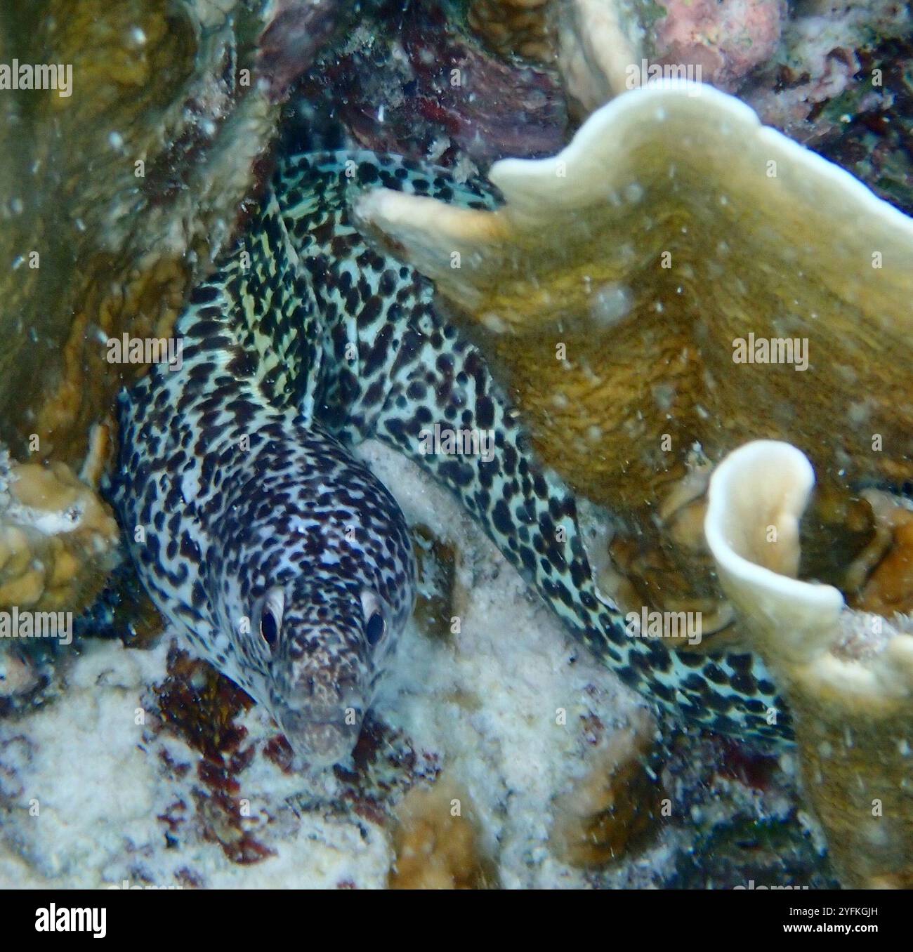 Spotted Moray (Gymnothorax moringa Stock Photo - Alamy